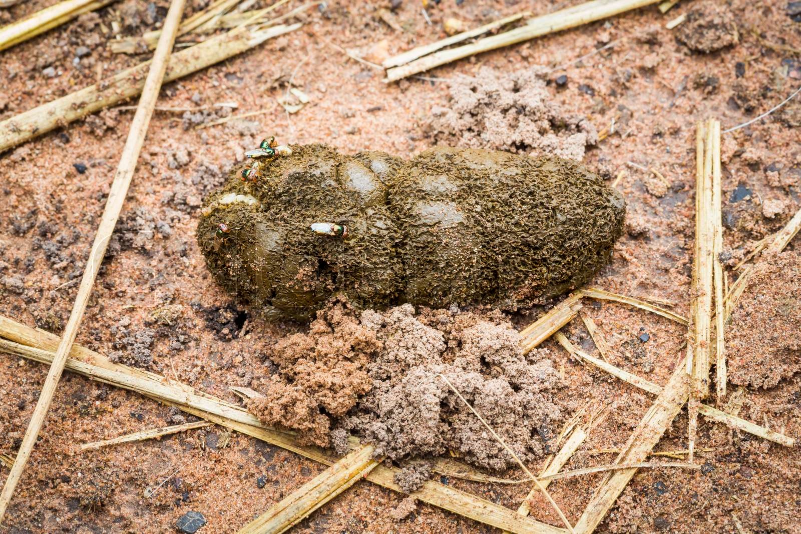 Goat excrement | Stock image | Colourbox