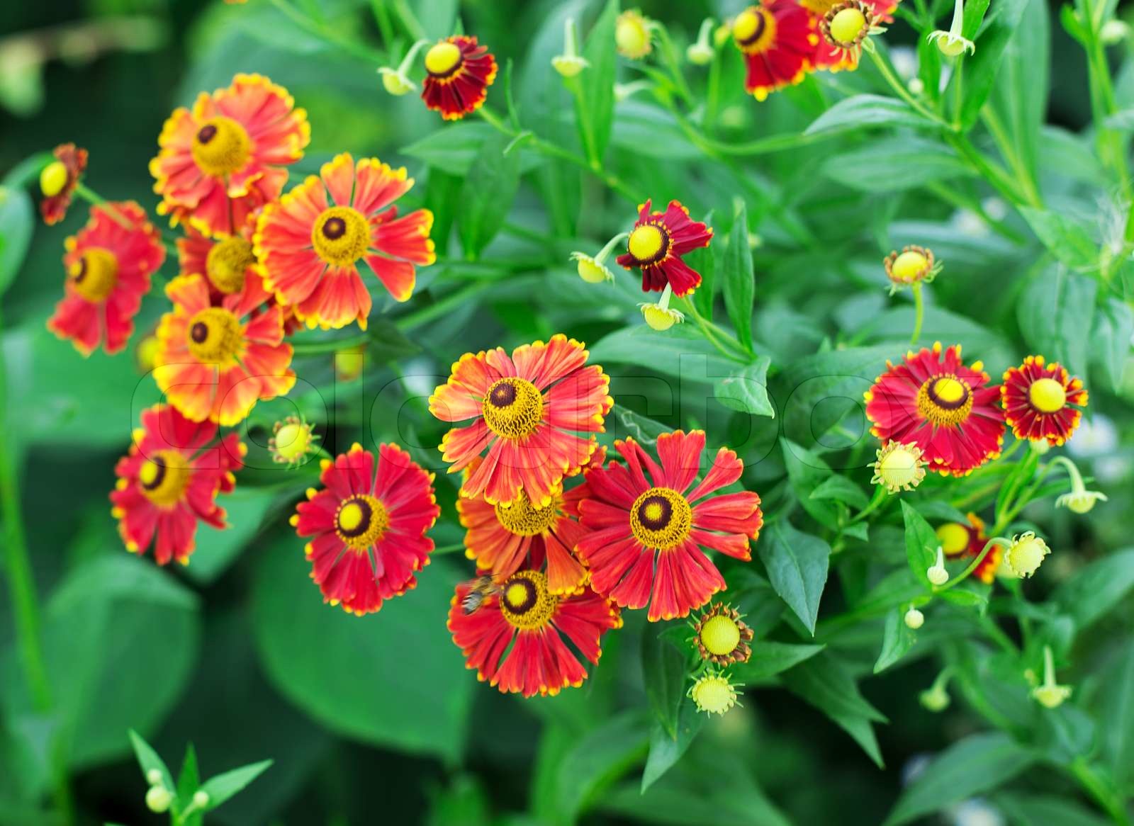 Wunderbar Ringelblume Samen Ernten Fotos