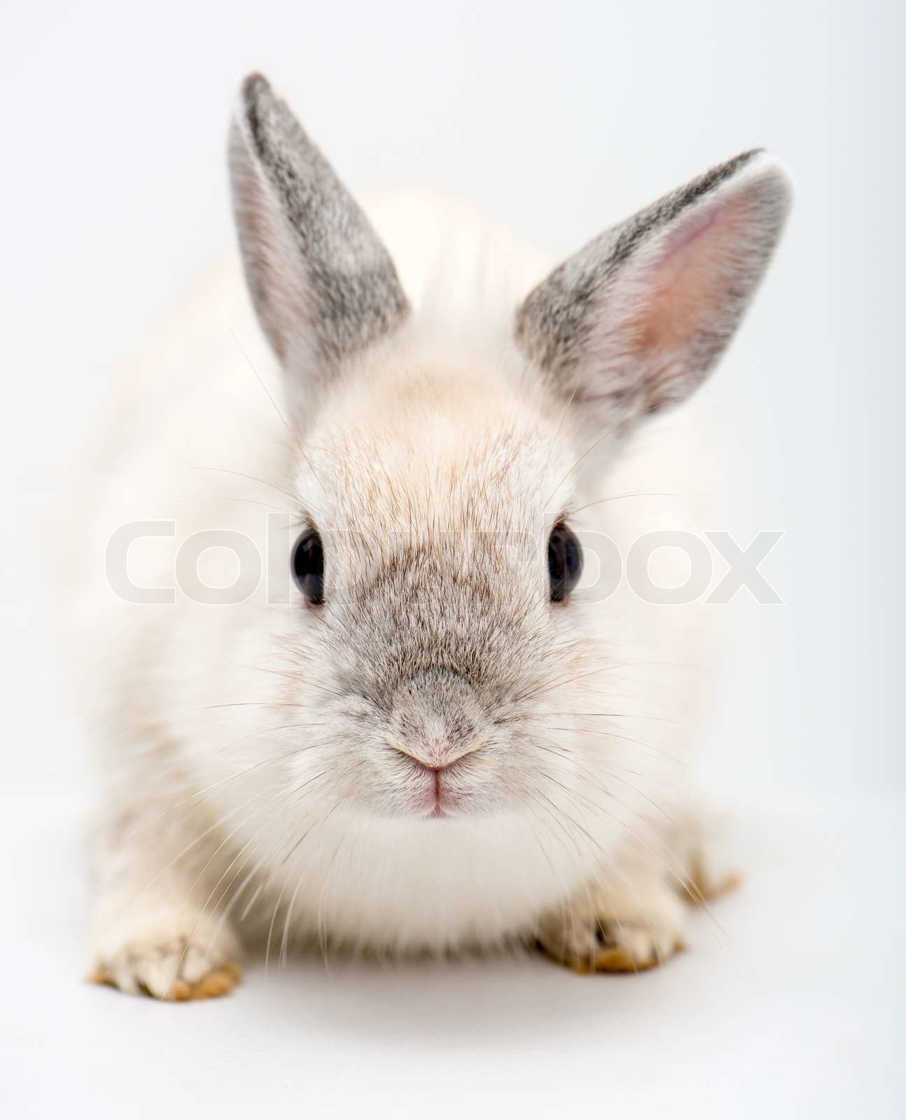 white rabbit | Stock Bild | Colourbox
