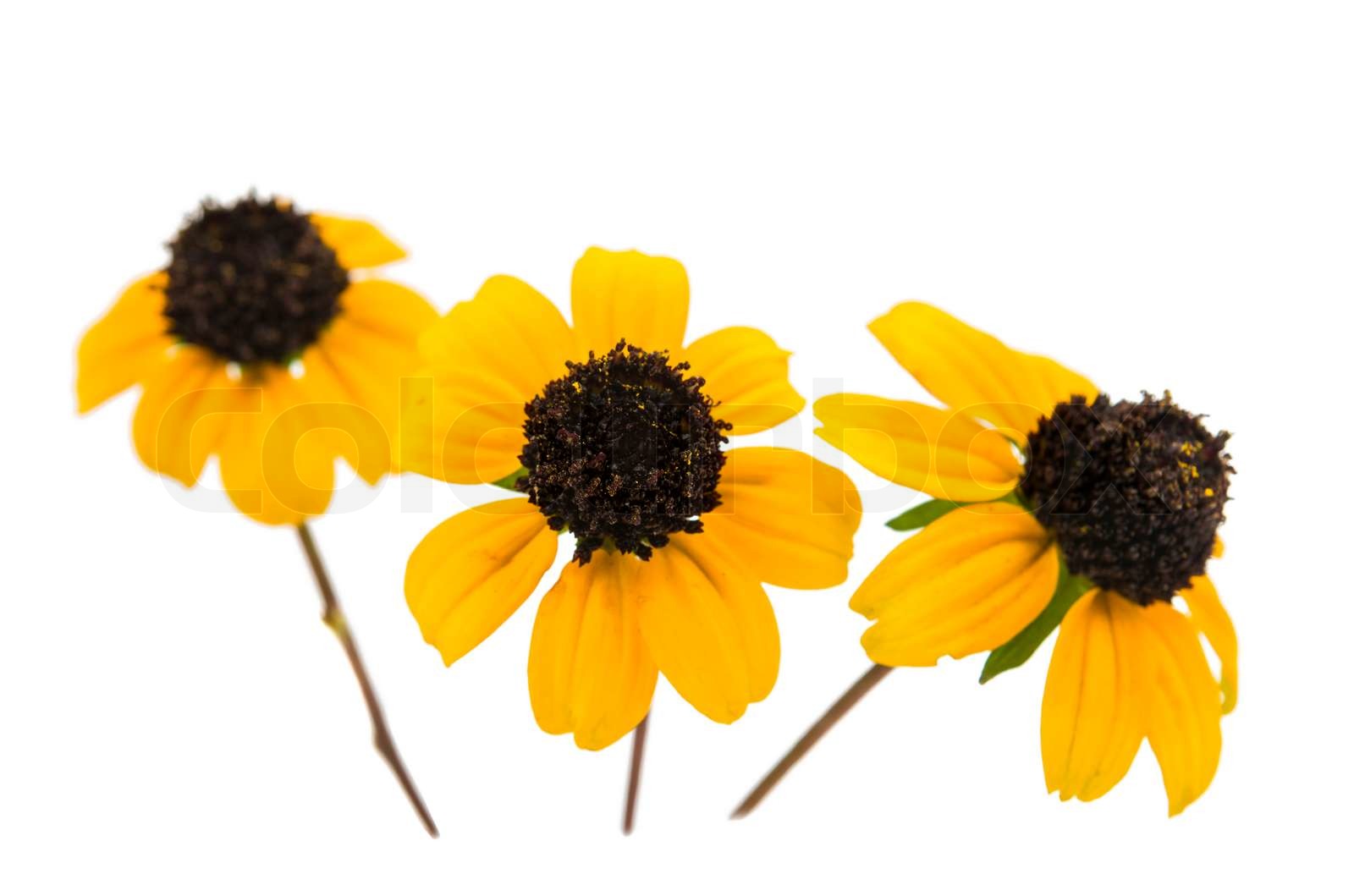 gul blomst | Stock foto | Colourbox