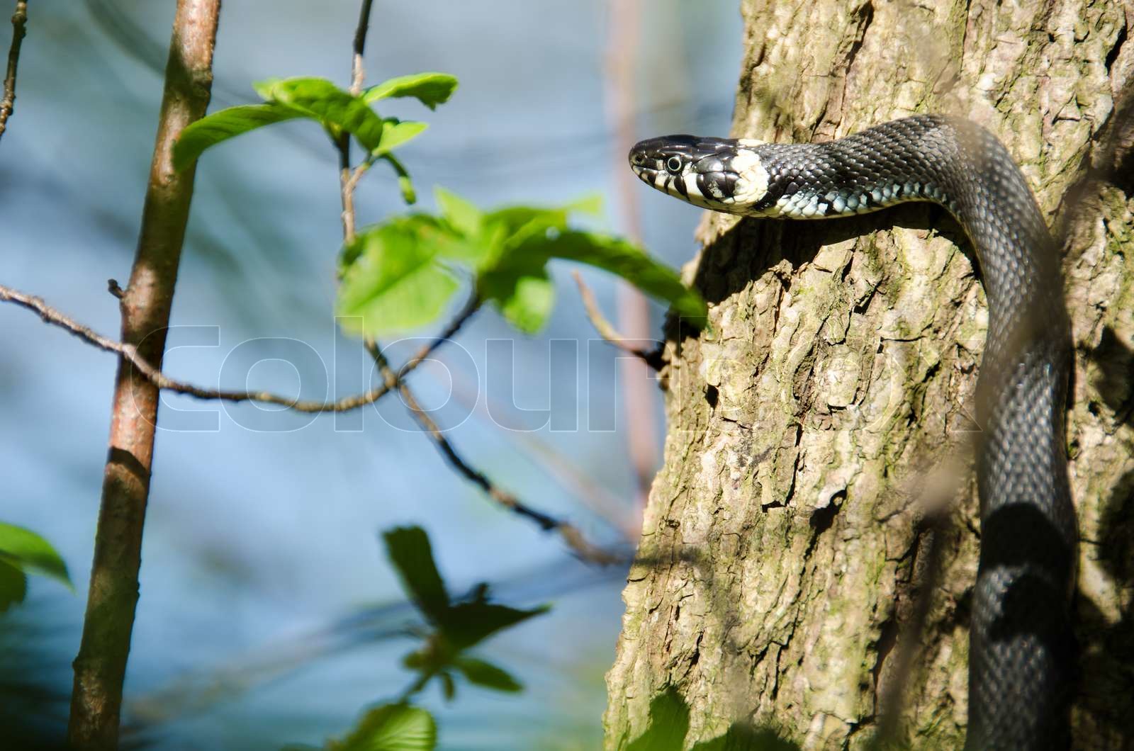 Ringelnatter , Natrix Natrix | Stock Bild | Colourbox