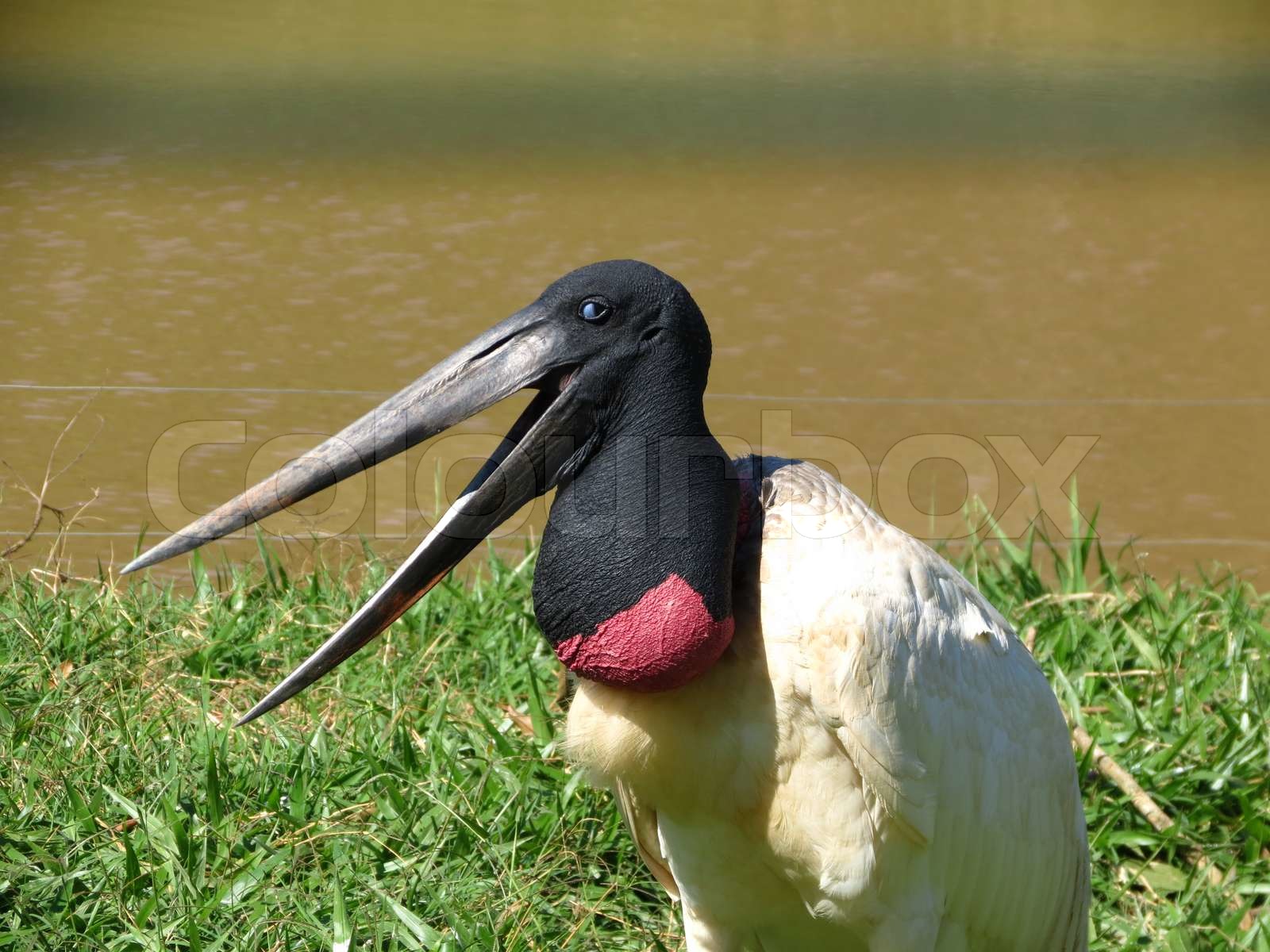 Canto do Tuiuiú | Stock image | Colourbox