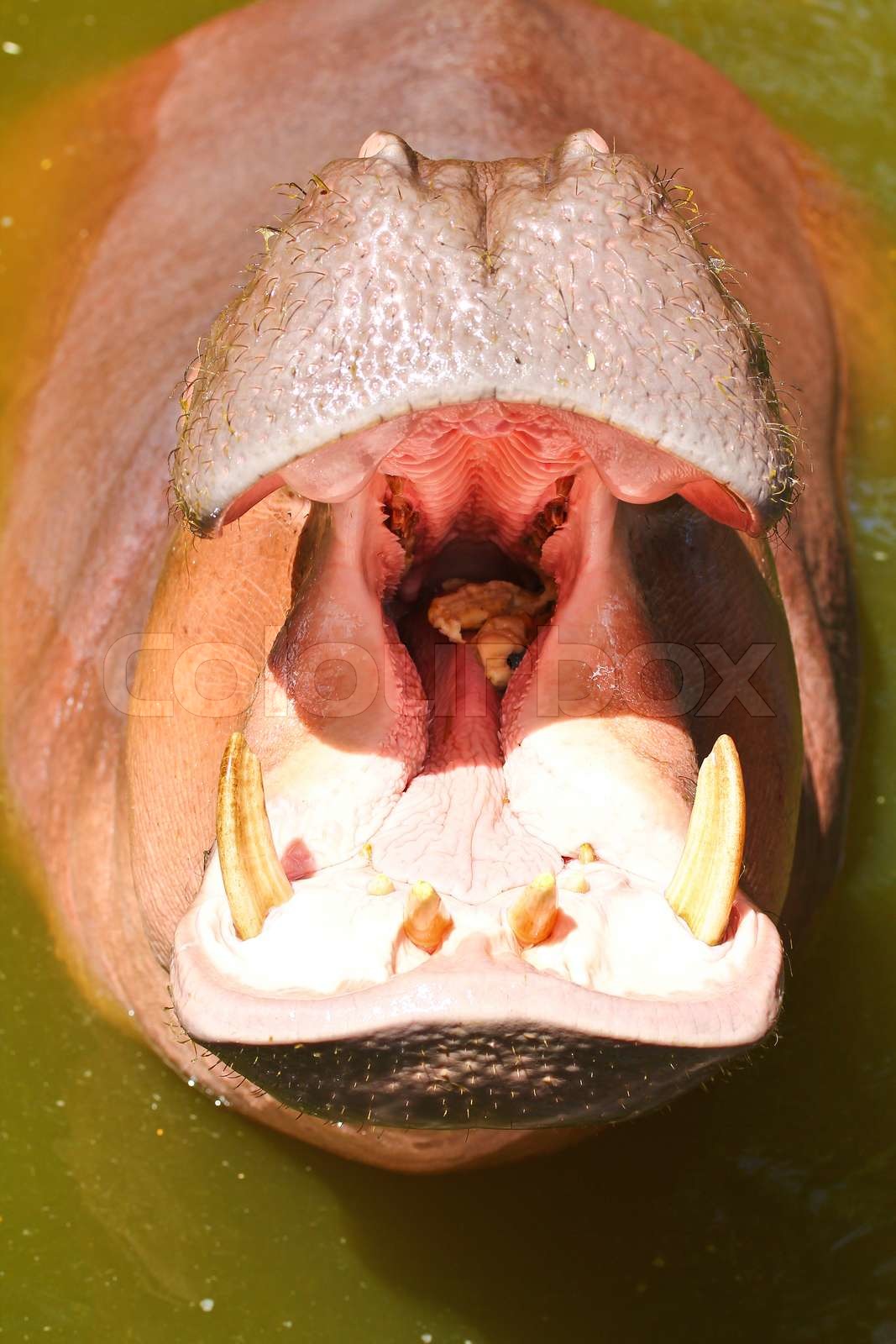 Hippo showing huge jaw | Stock image | Colourbox