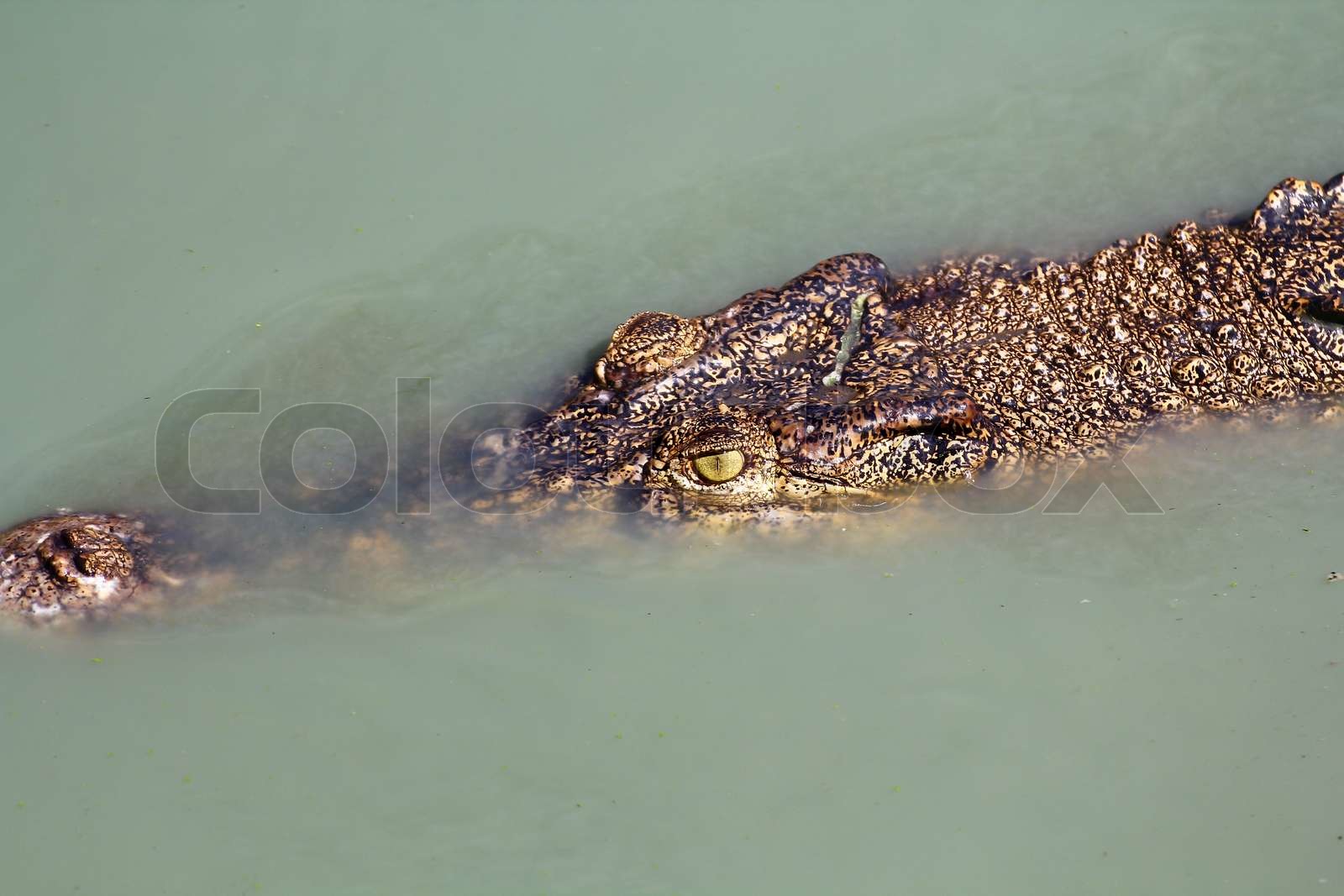 Krokodil | Stock Bild | Colourbox