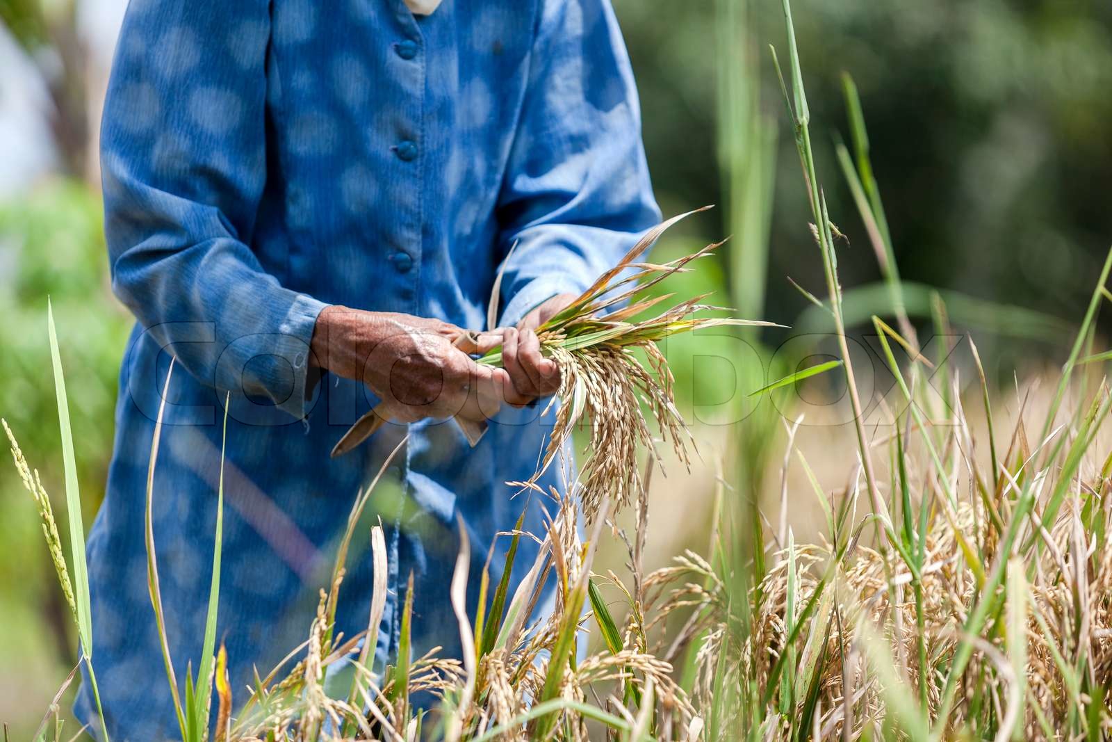 Landwirt-Ernte | Stock Bild | Colourbox