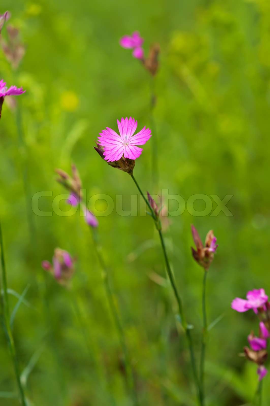 Wilde Nelke Blume | Stock Bild | Colourbox