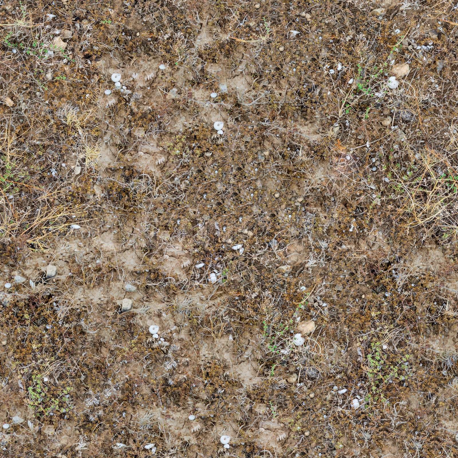 Seamless Texture ofPrairie Böden | Stock Bild | Colourbox