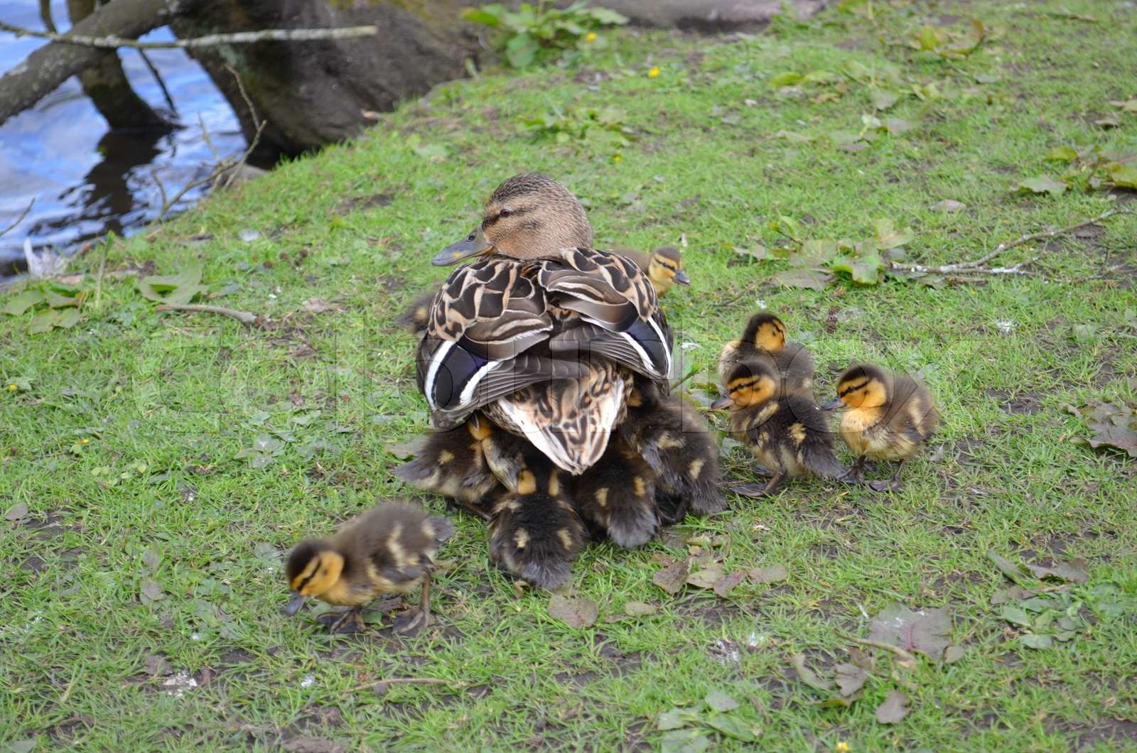 Fluffy ducklings hiding under the wings of their mother | Stock image ...