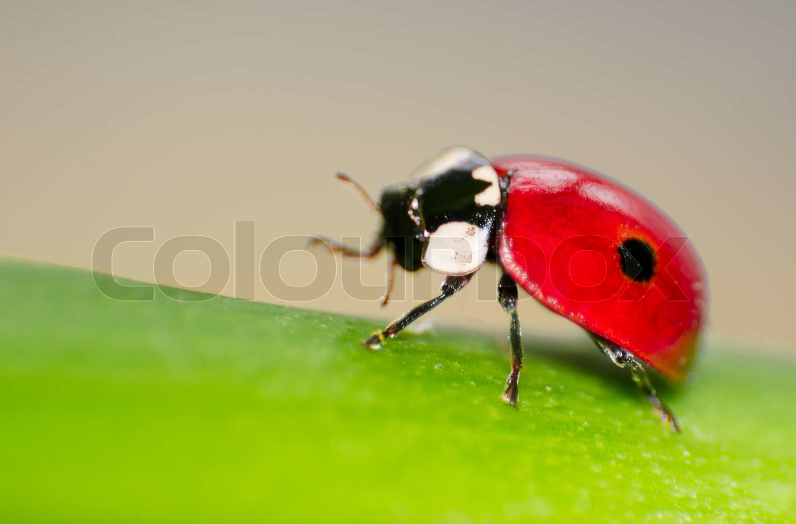 Macro of a red ladybird on green leaf | Stock image | Colourbox
