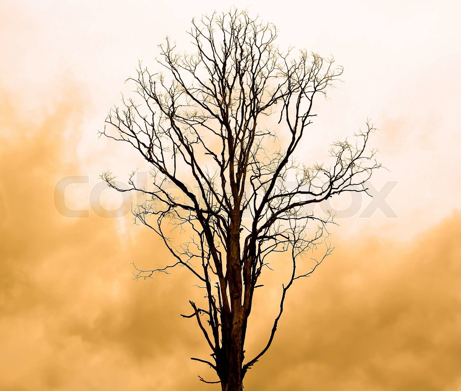 dead treebackground | Stock image | Colourbox