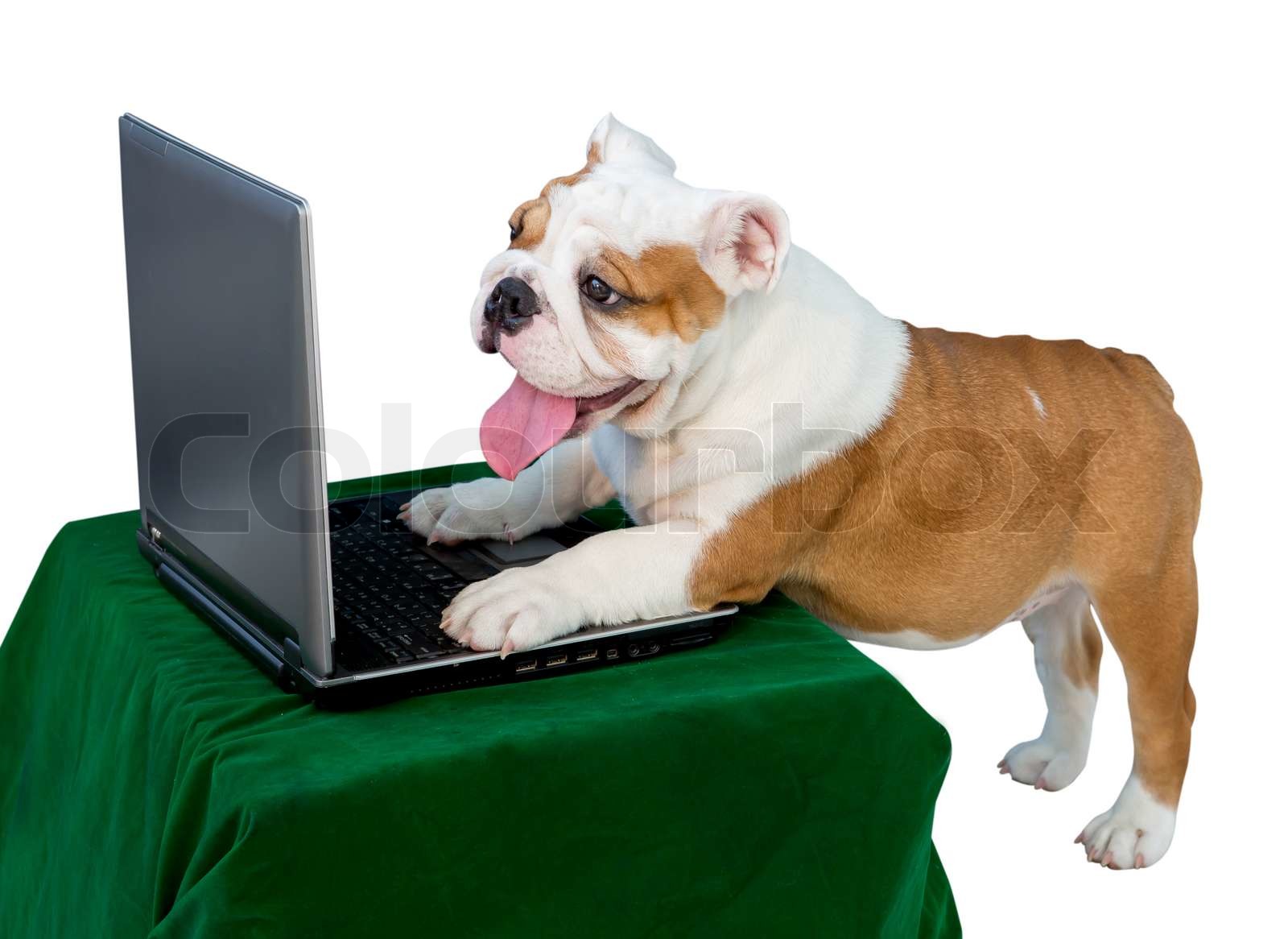Bulldog On Computer