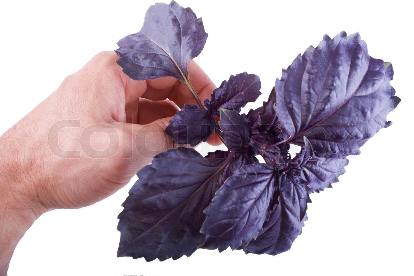 purple basil in hand | Stock image | Colourbox