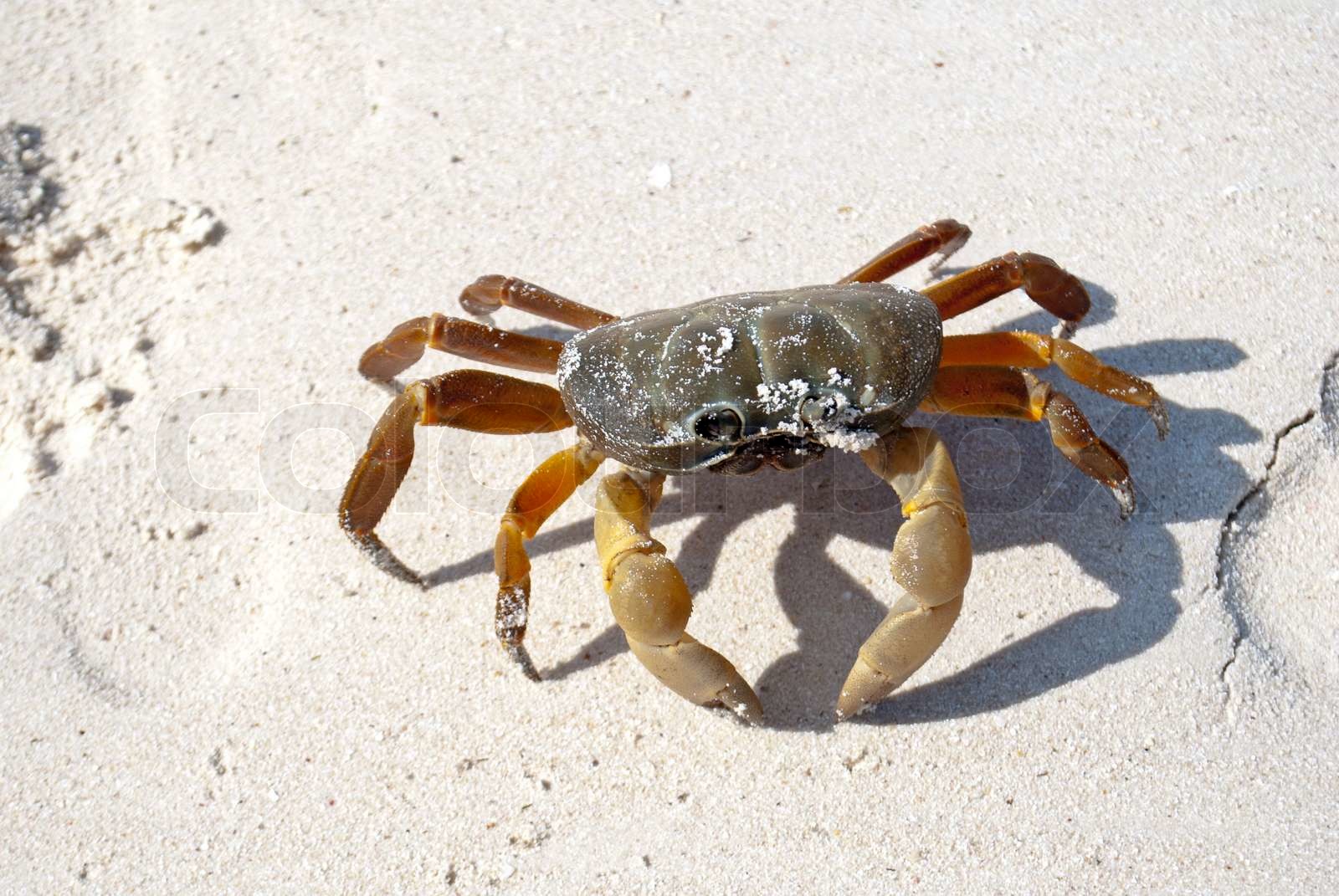 rød krabbe på stranden, tachai øen, Similan ø-gruppe , Phang Nga ...