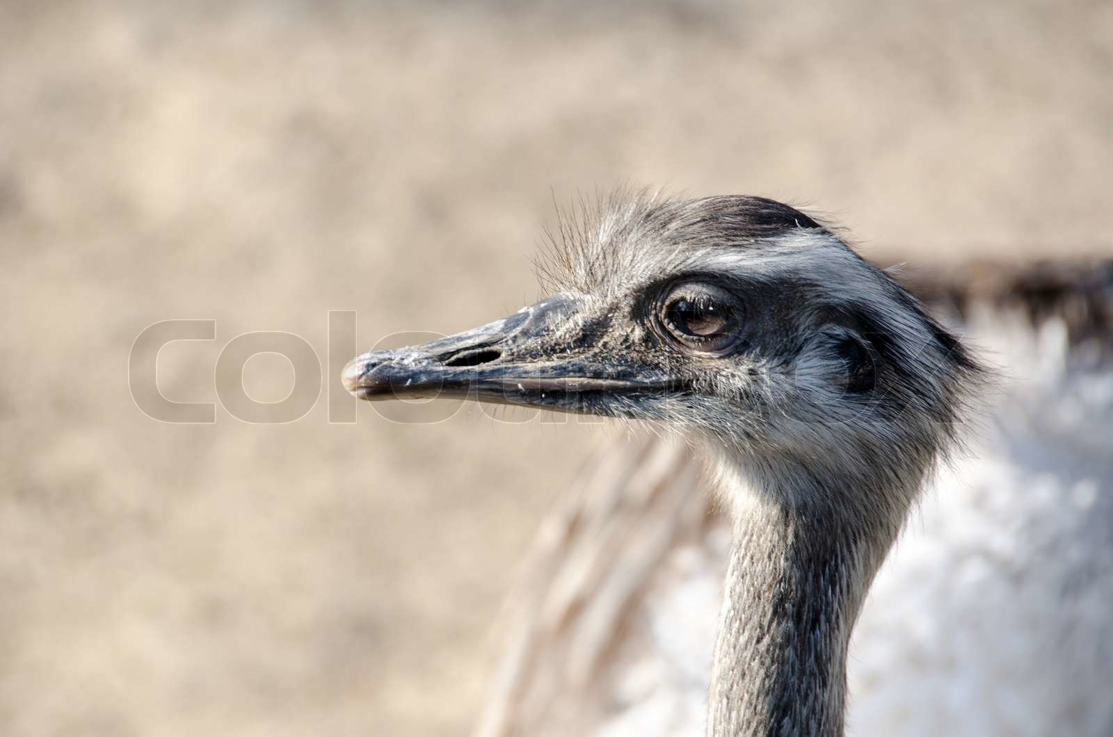 Rhea , Rhea americana | Stock Bild | Colourbox