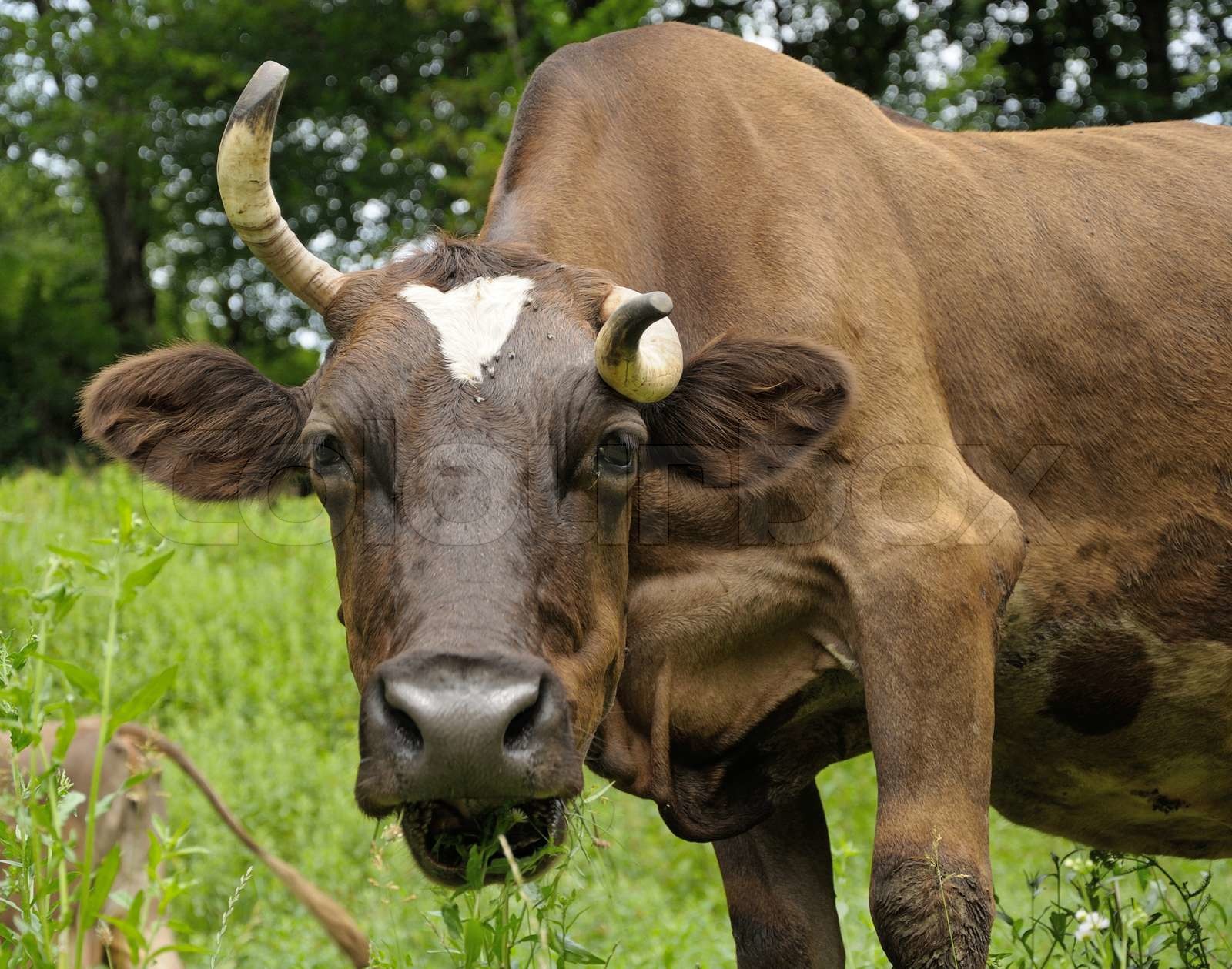 Brown Swiss Cow With Horns