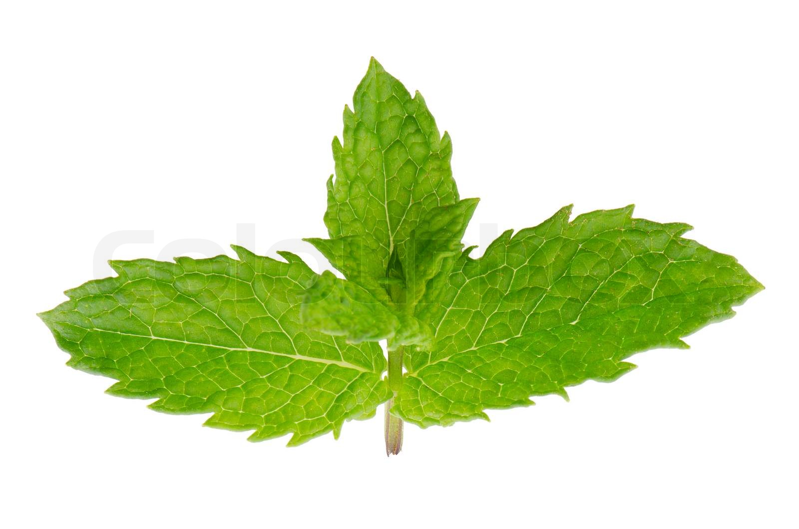 Frische Minze close up | Stock Bild | Colourbox