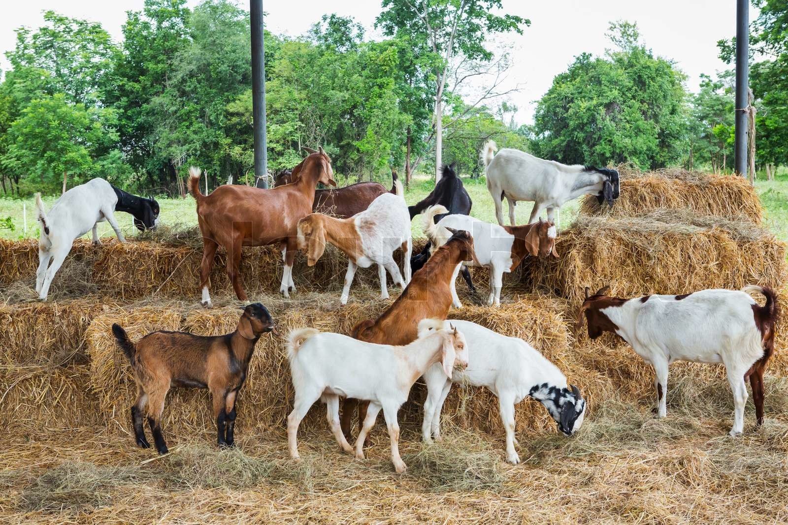 Goats in farm | Stock image | Colourbox