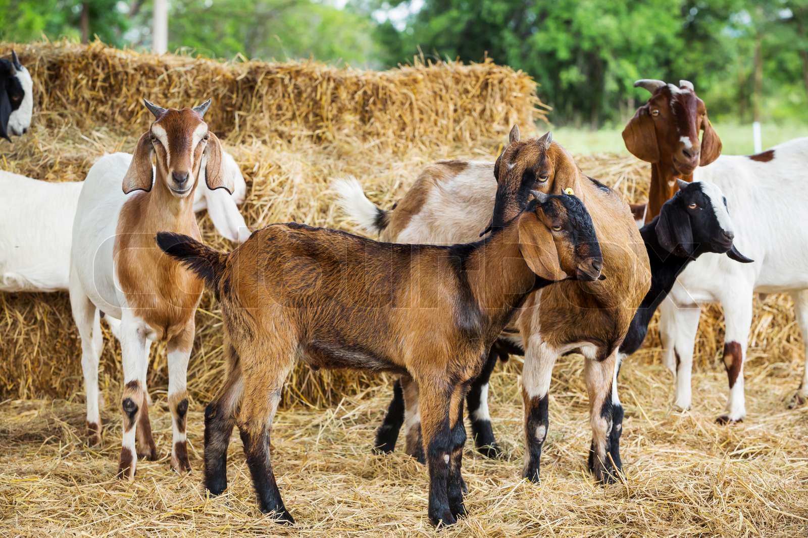 Goats in farm | Stock image | Colourbox