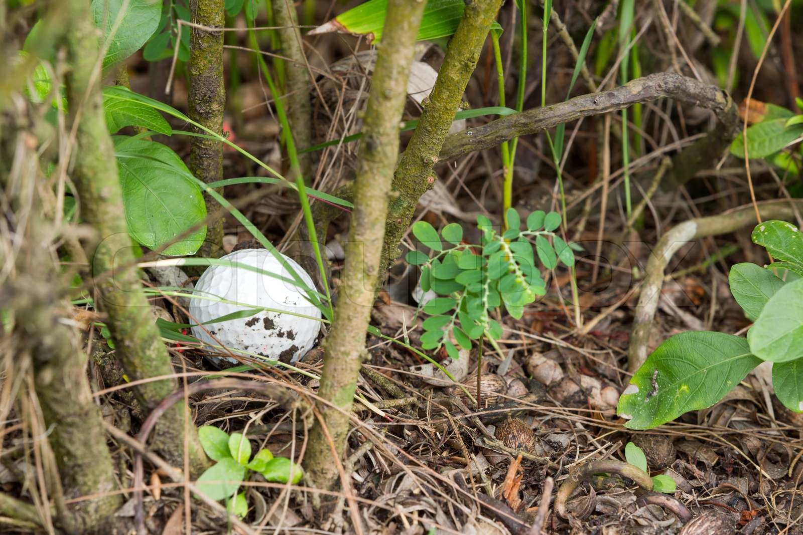 Golf ball in the bush | Stock image | Colourbox