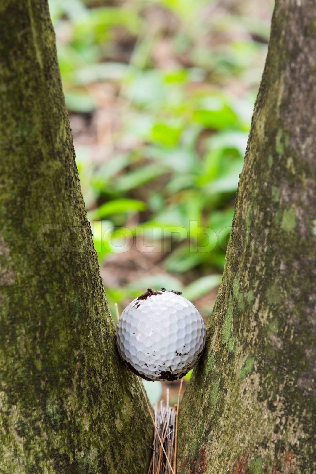 Golf ball stuck between two palm trees | Stock image | Colourbox