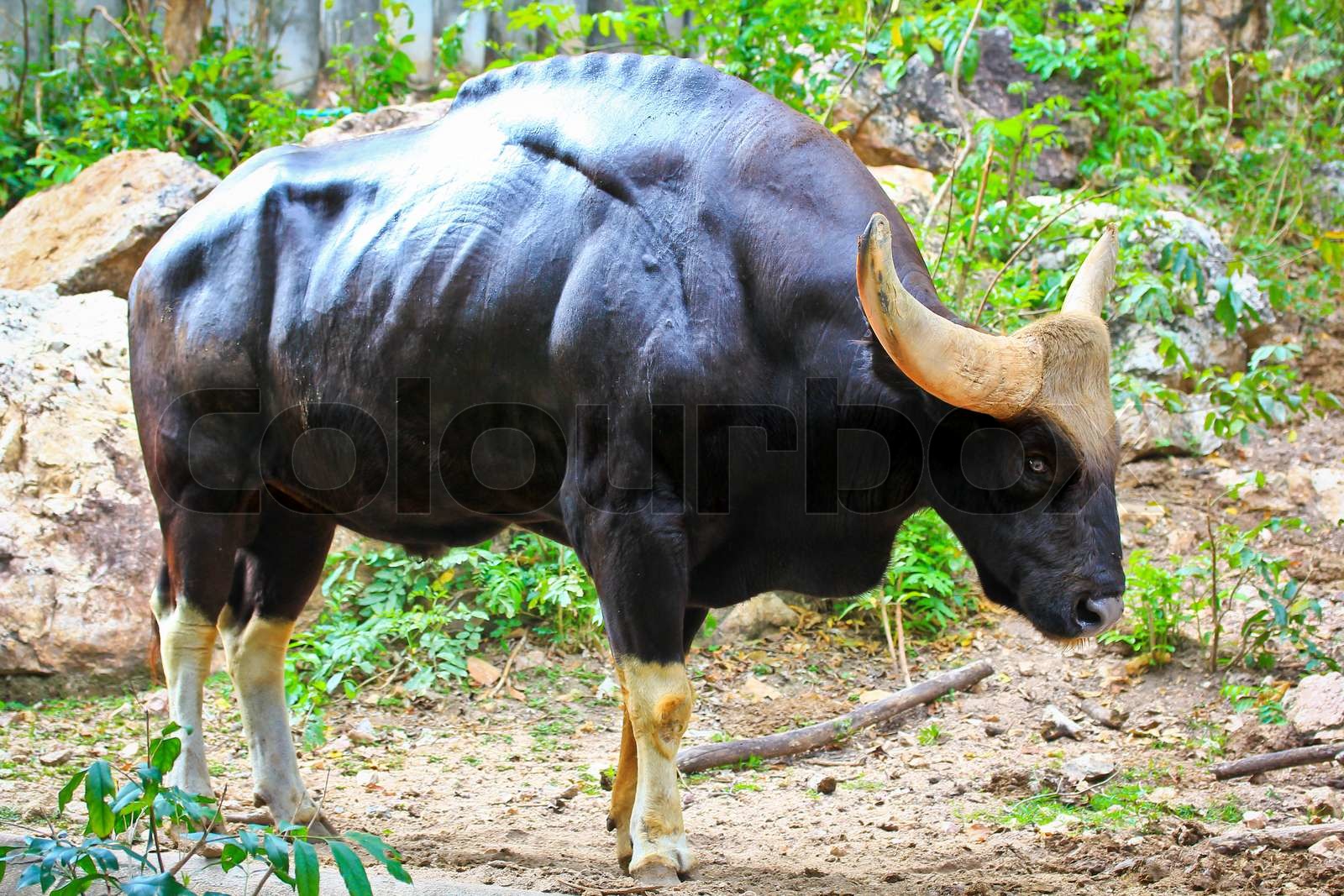 Gaur seladaing Bos gaurus in zoo thailand | Stock image | Colourbox