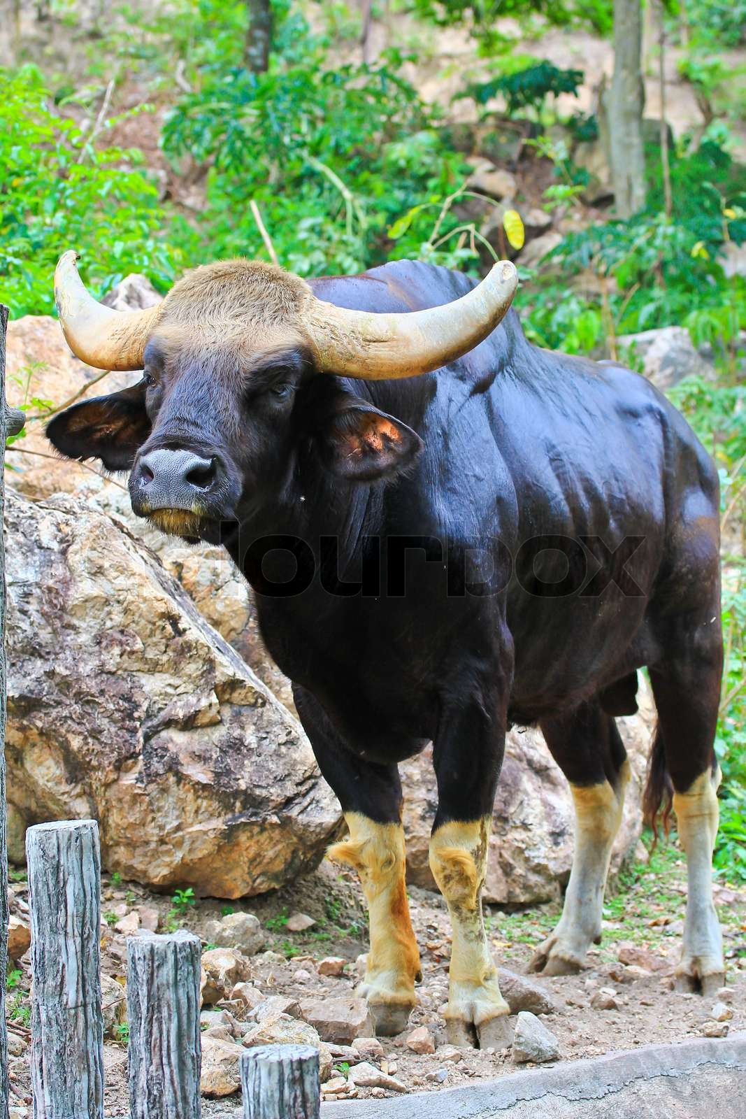 Gaur seladaing Bos gaurus in zoo thailand | Stock image | Colourbox