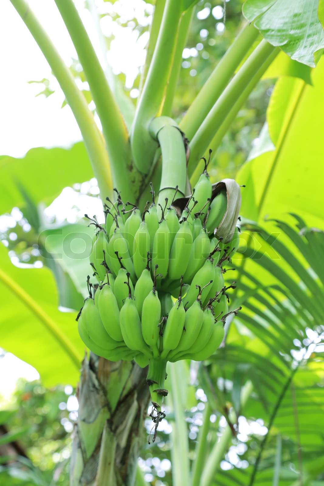 banan træ | Stock foto | Colourbox