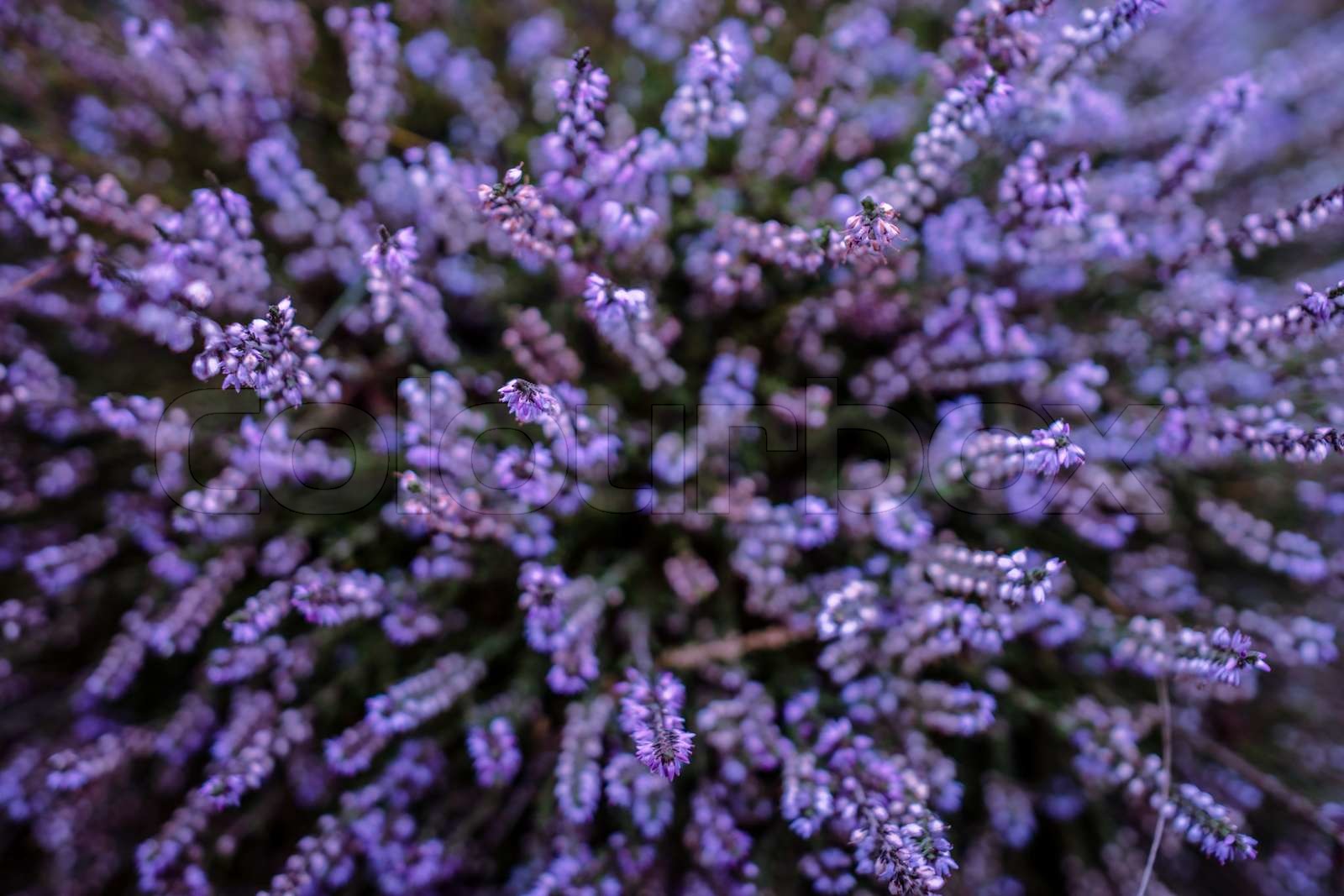 Heather with purple flowers | Stock image | Colourbox