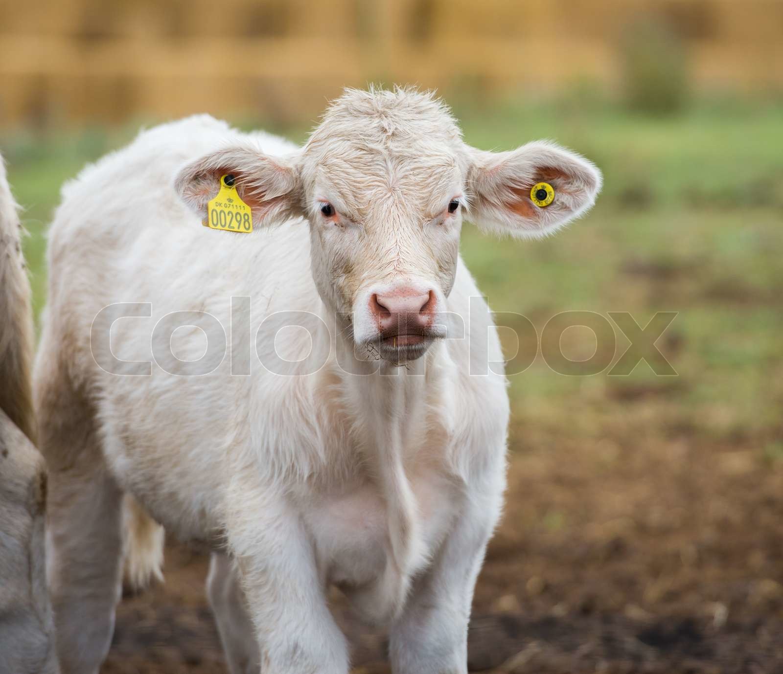 dänemark, kuh, kalb | Stock Bild | Colourbox