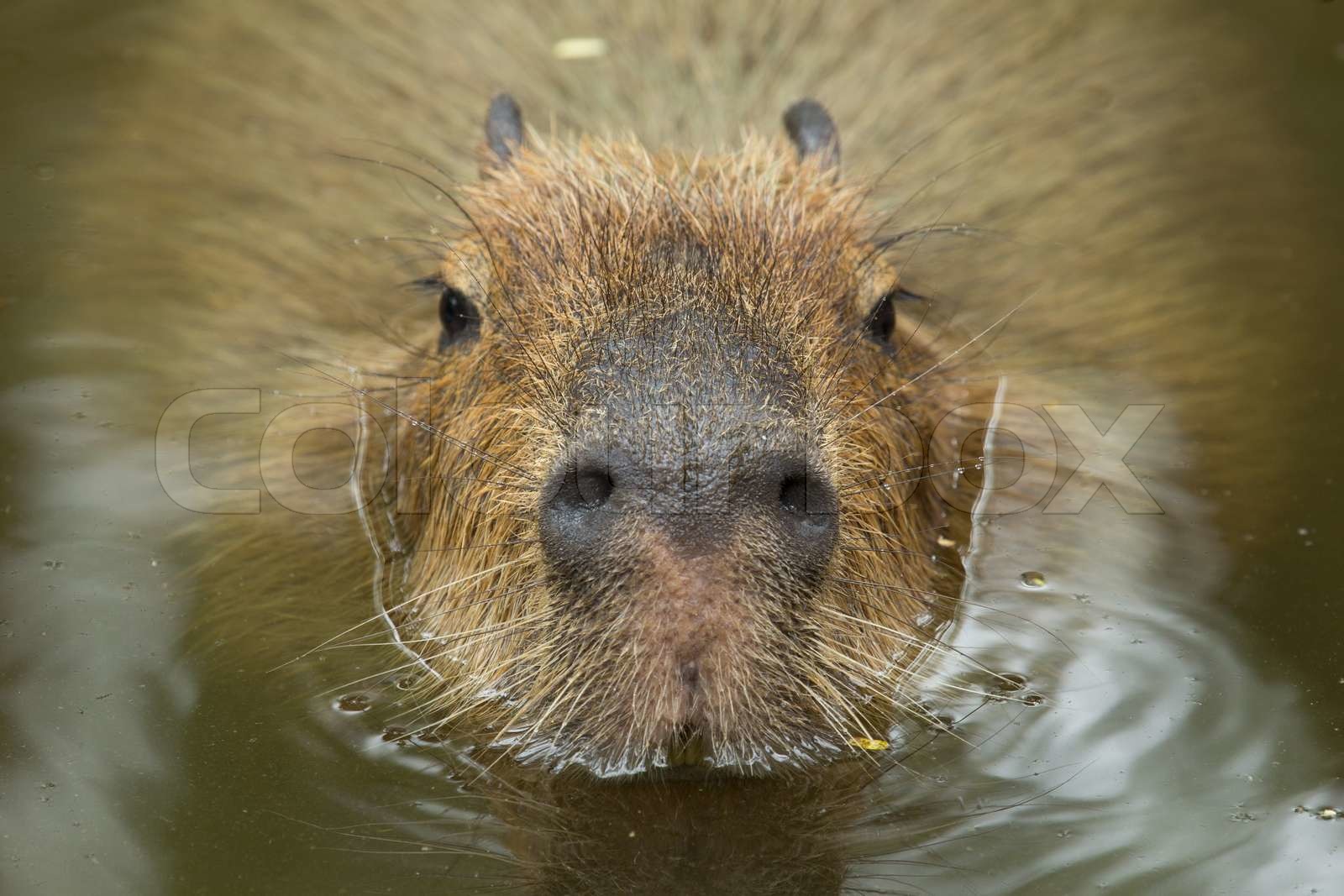 Capybara | Stock Bild | Colourbox