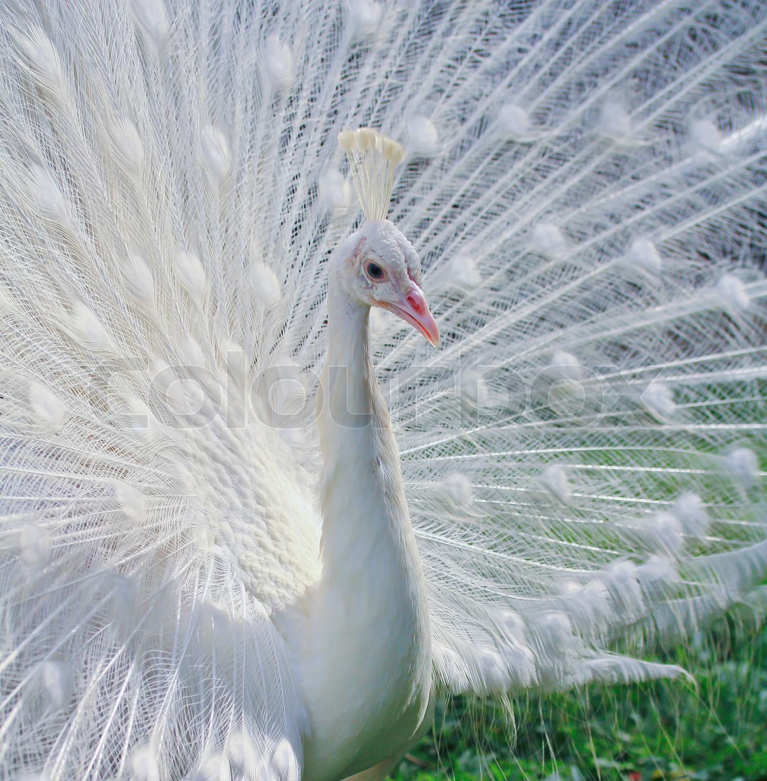weiße Pfau | Stock Bild | Colourbox