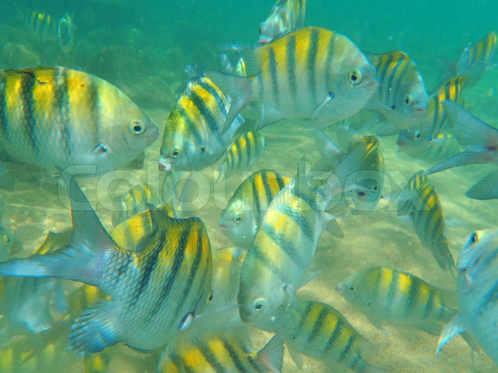 NADANDO CON PECES DE COLORES EN UNA PLAYA DE PUERTO RICO | Stock image ...