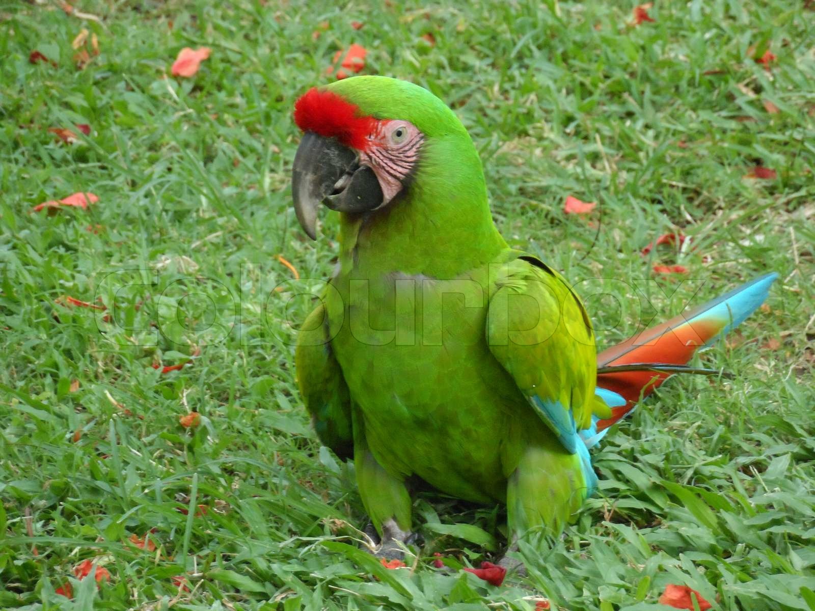 La Flora en mi País es Hermosa , Guatemala, Centro América | Stock Bild ...