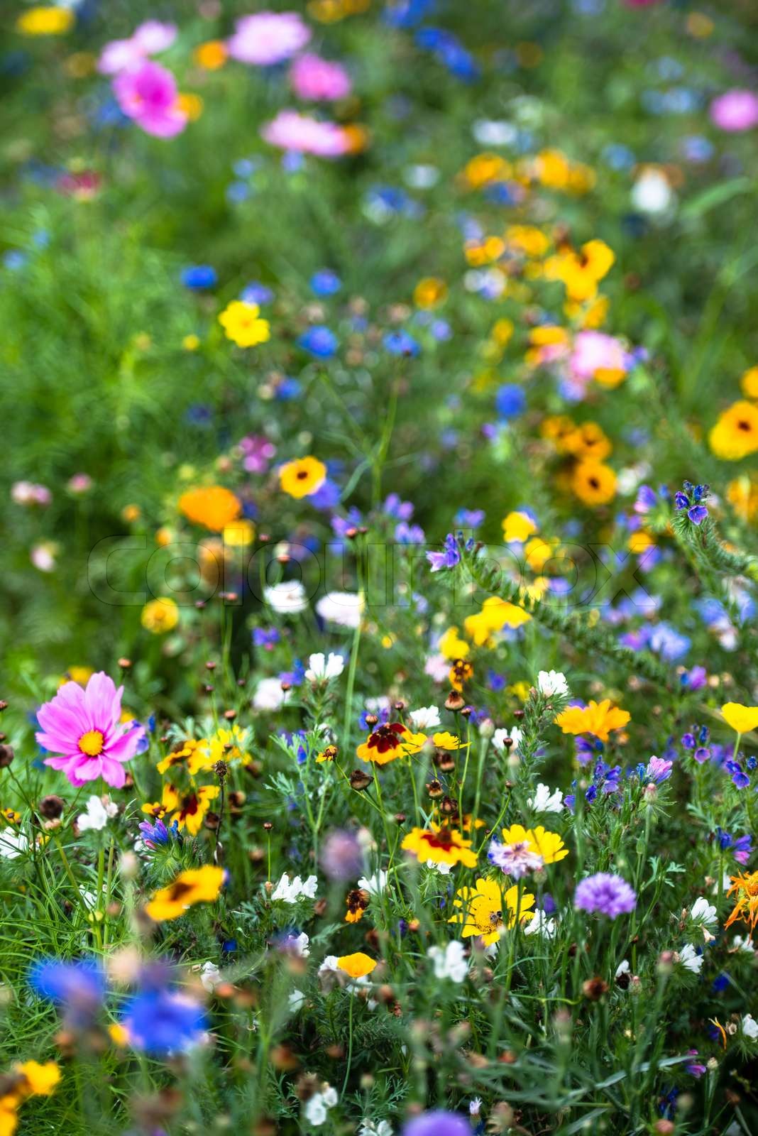 Wilde Blumen | Stock Bild | Colourbox