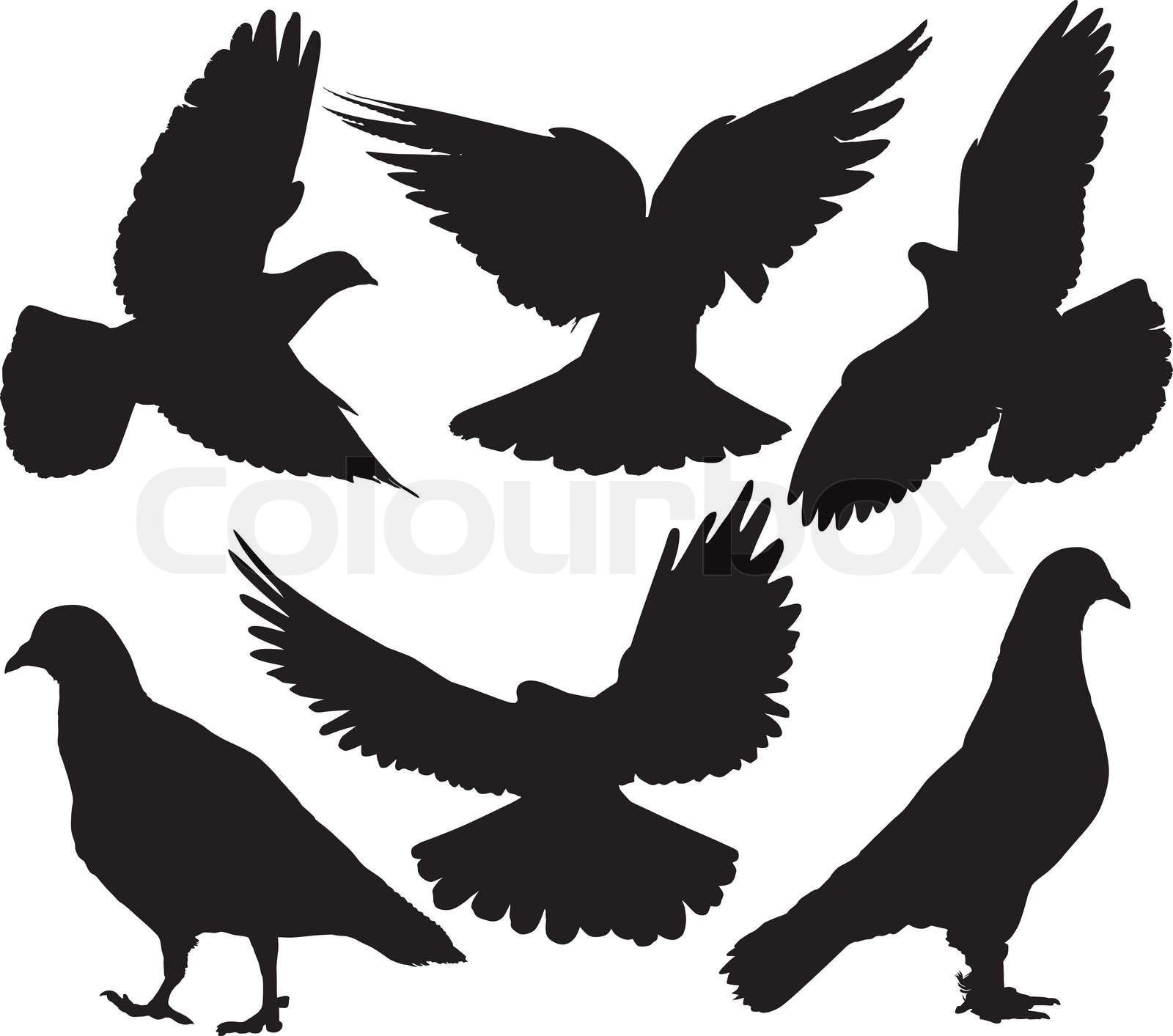 Pigeon | Stock vector | Colourbox