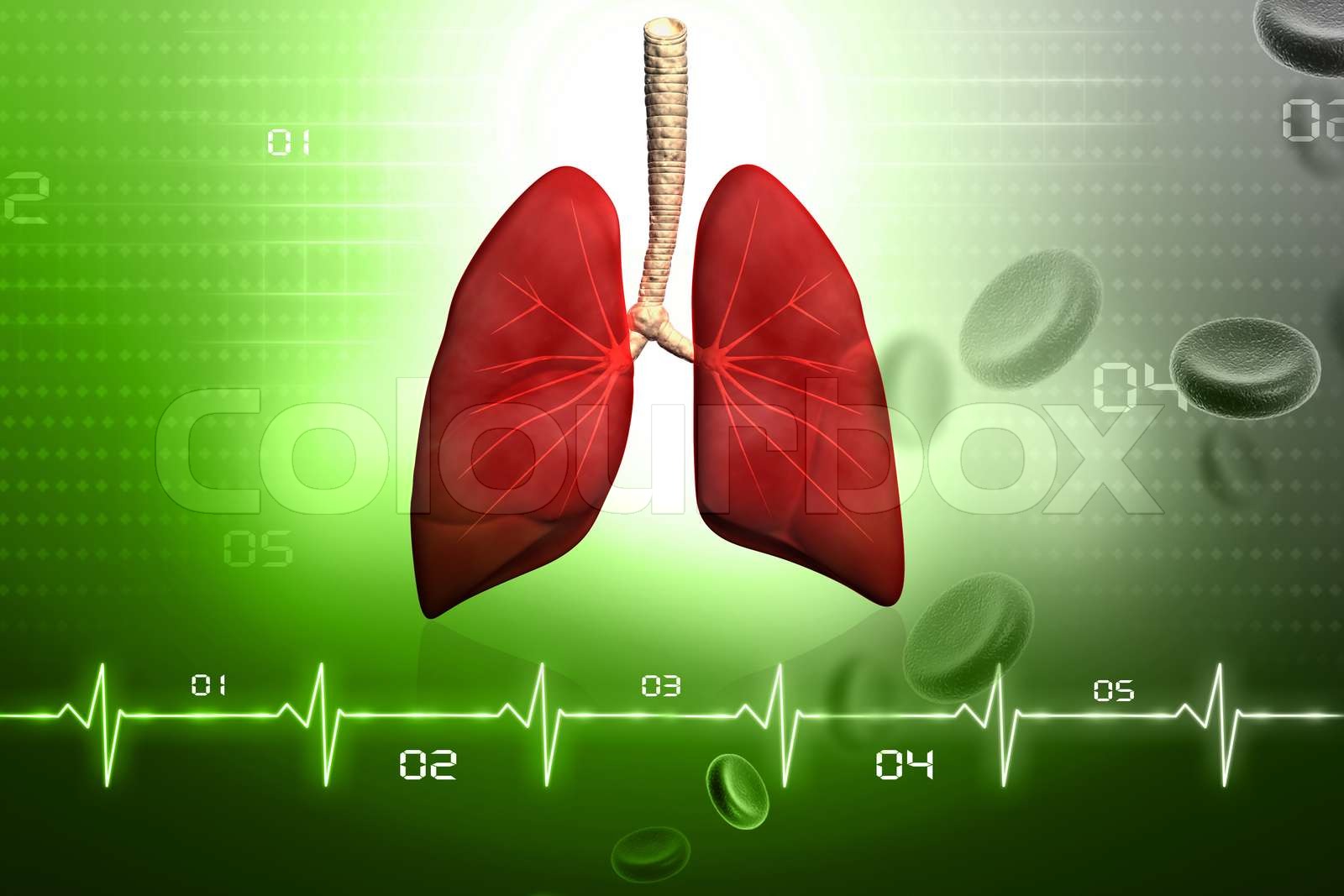 Menschliche Lungen in digital design | Stock Bild | Colourbox