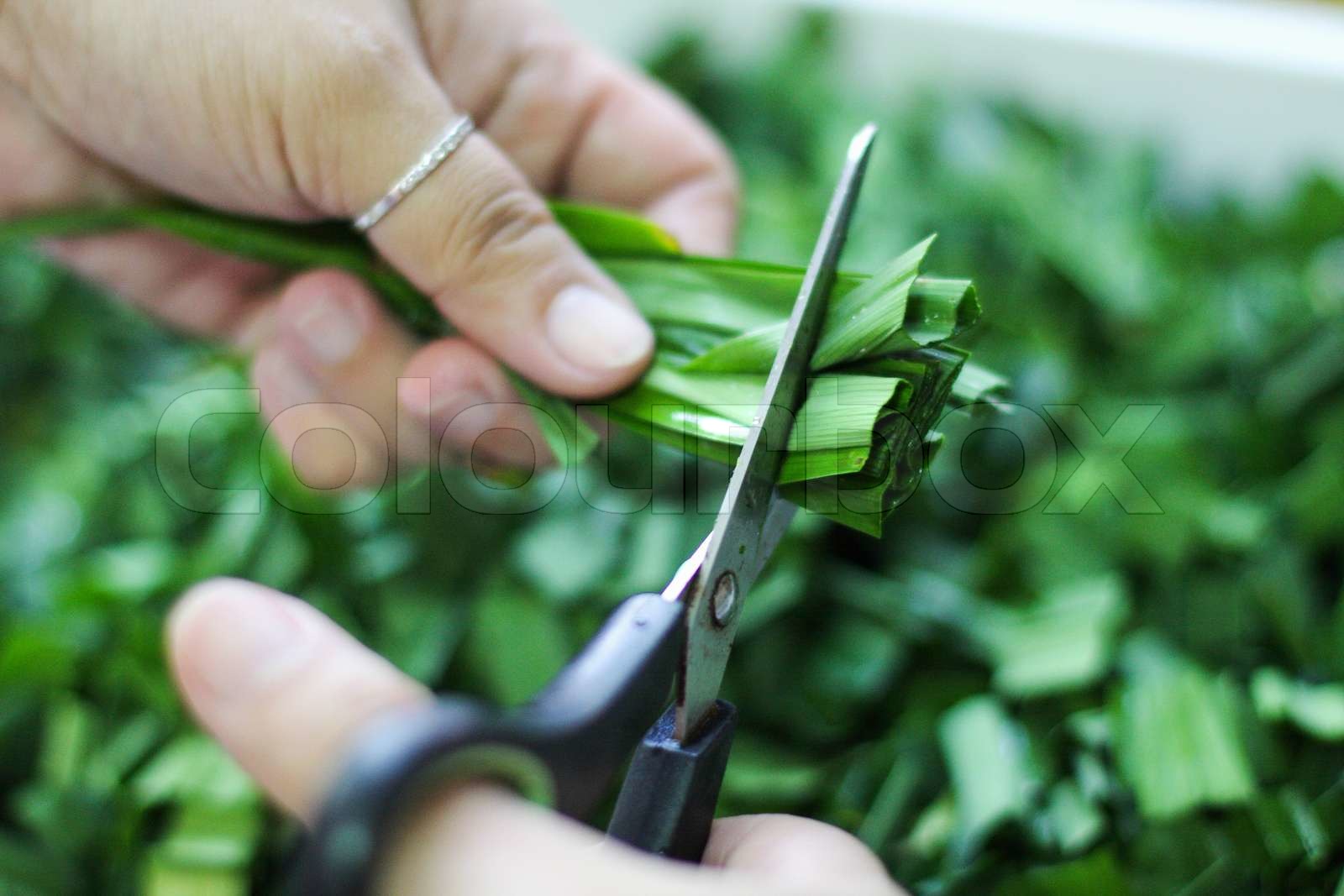 Cutting Pandan | Stock image | Colourbox