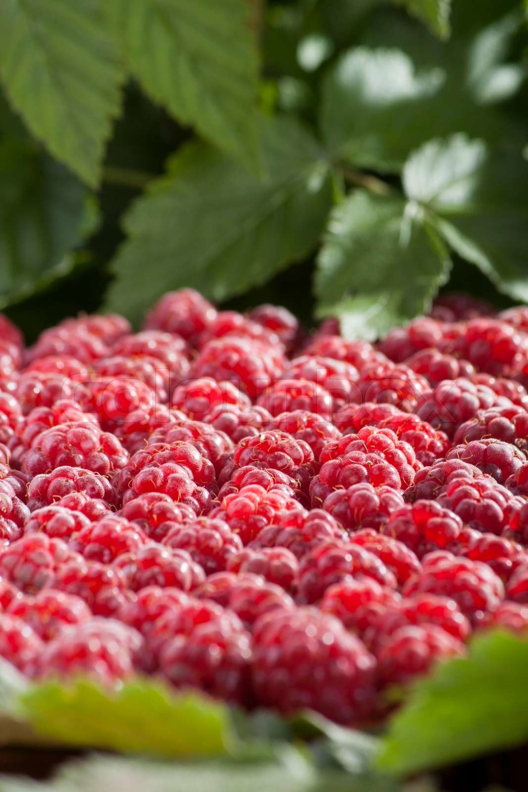 Himbeere | Stock Bild | Colourbox