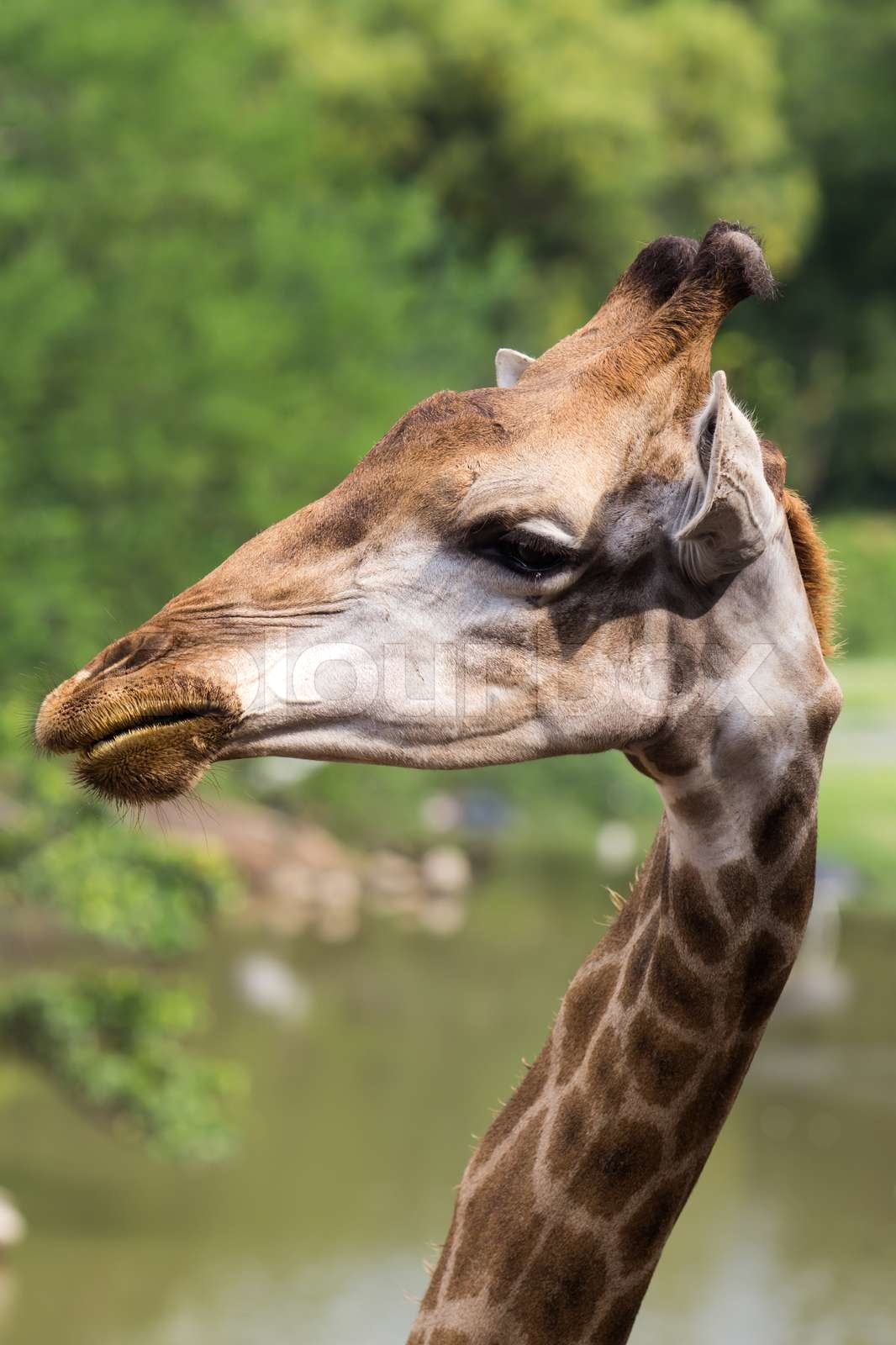 Giraffe | Stock image | Colourbox