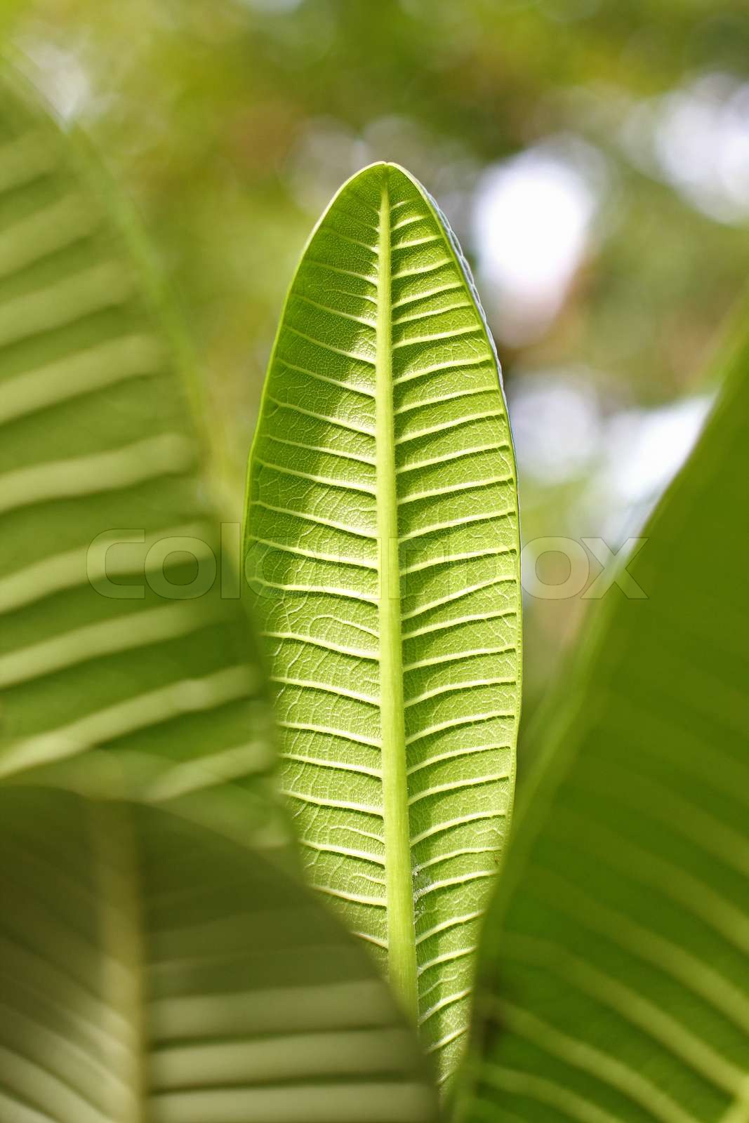 Gren med grønne blade close -up | Stock foto | Colourbox