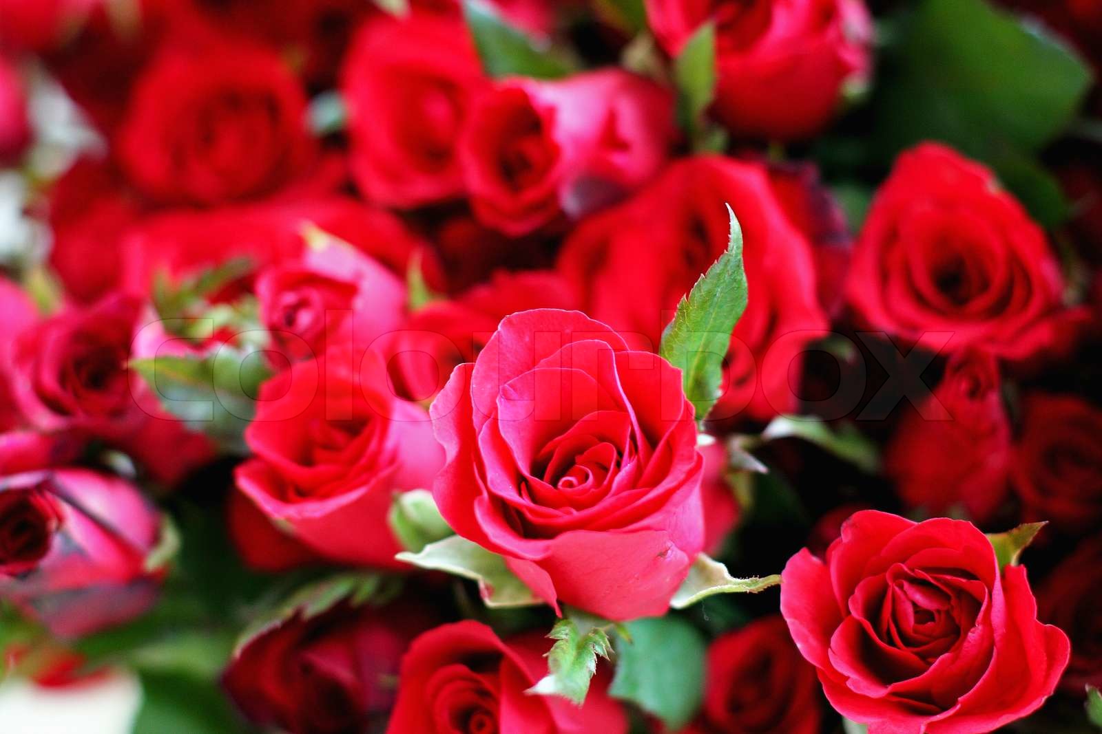 Beautiful Red Rose Flower Bouquet