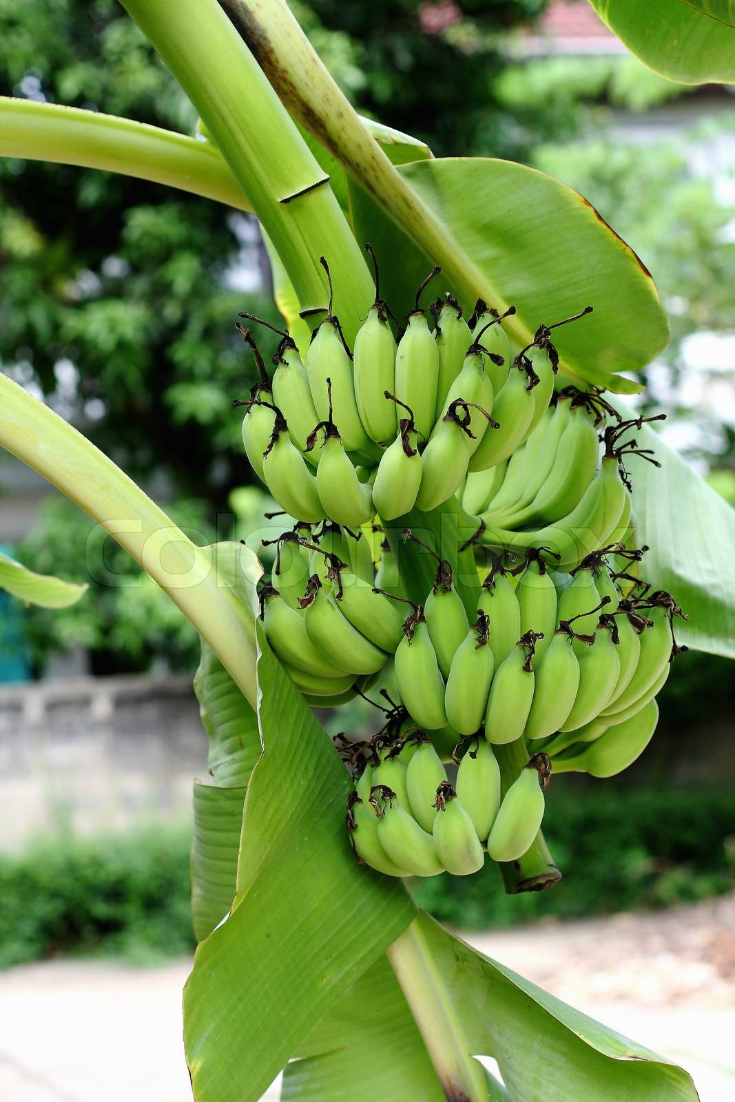 Grüne Bananen hängen an einem Ast eines Bananenstaude | Stock Bild ...