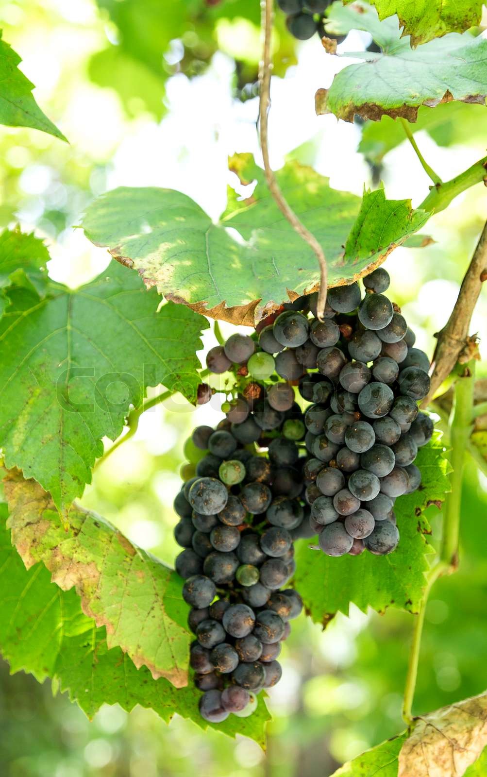 Trauben | Stock Bild | Colourbox