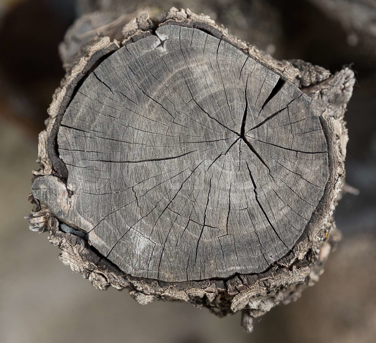 Wood circle texture | Stock image | Colourbox