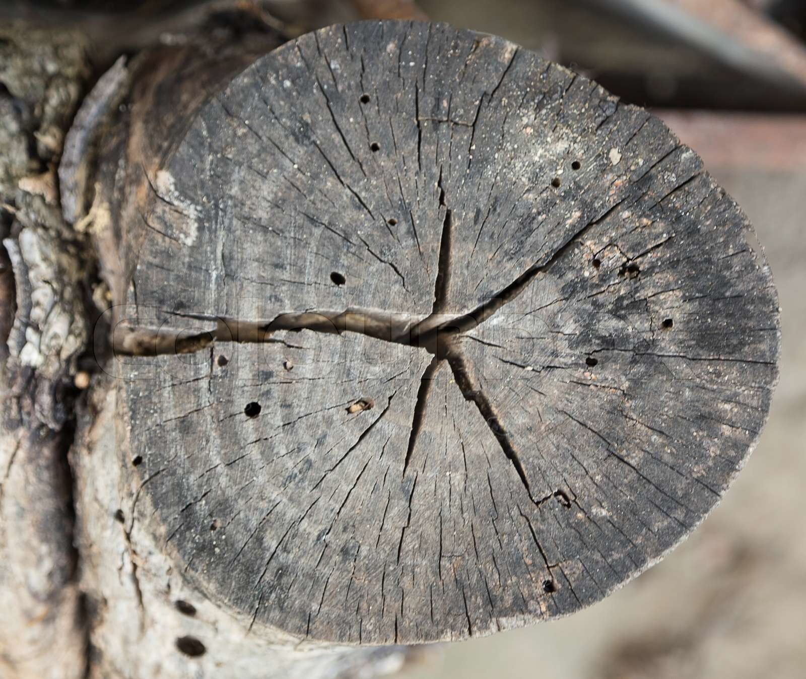 Wood circle texture | Stock image | Colourbox