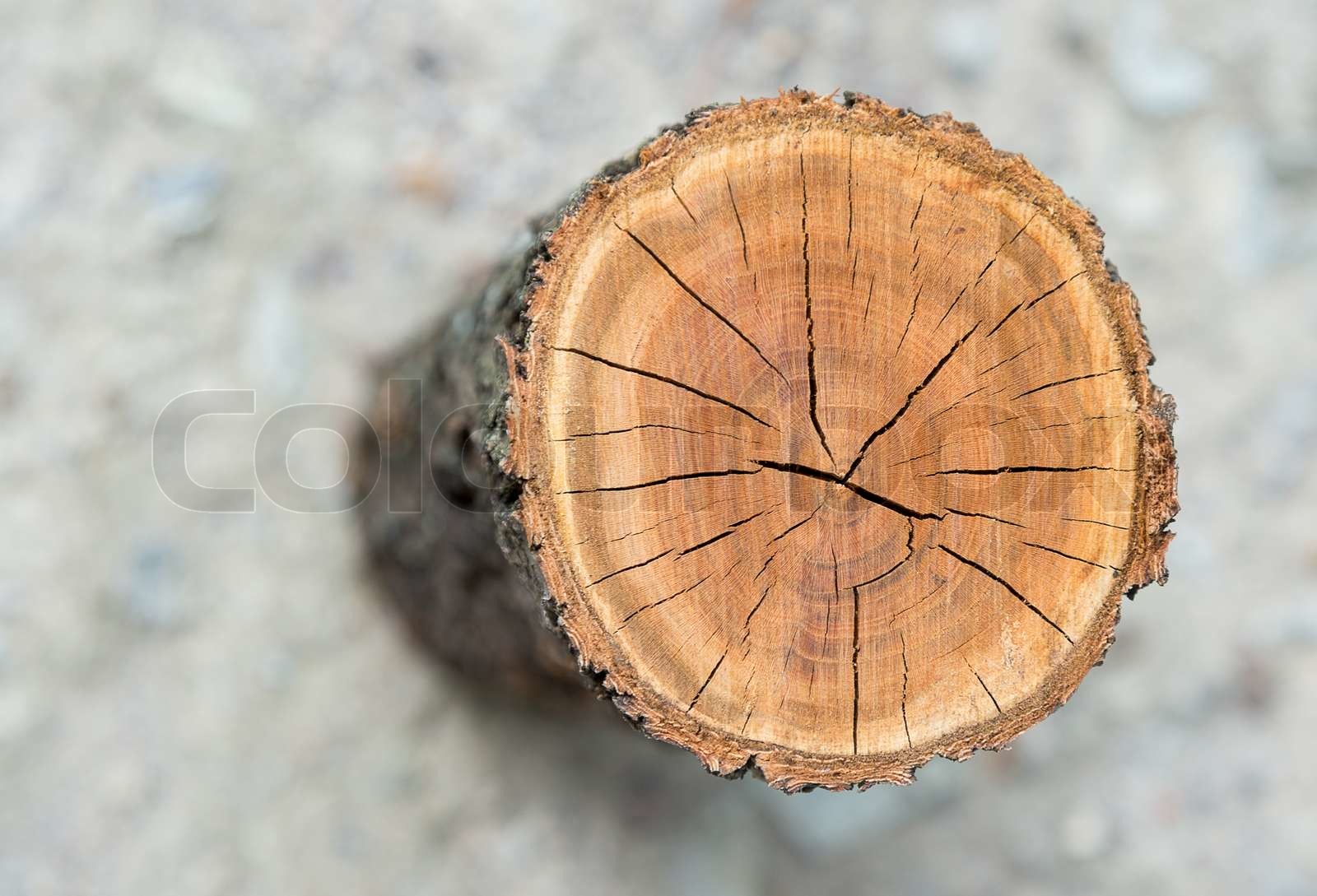 Wood circle texture | Stock image | Colourbox