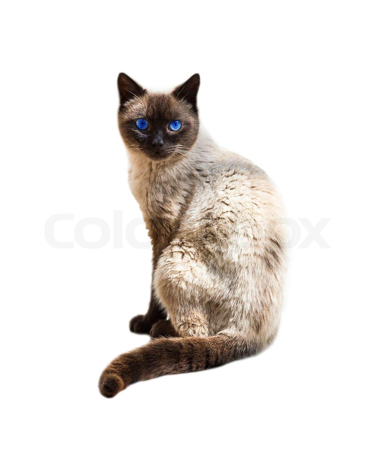 cat | Stock image | Colourbox