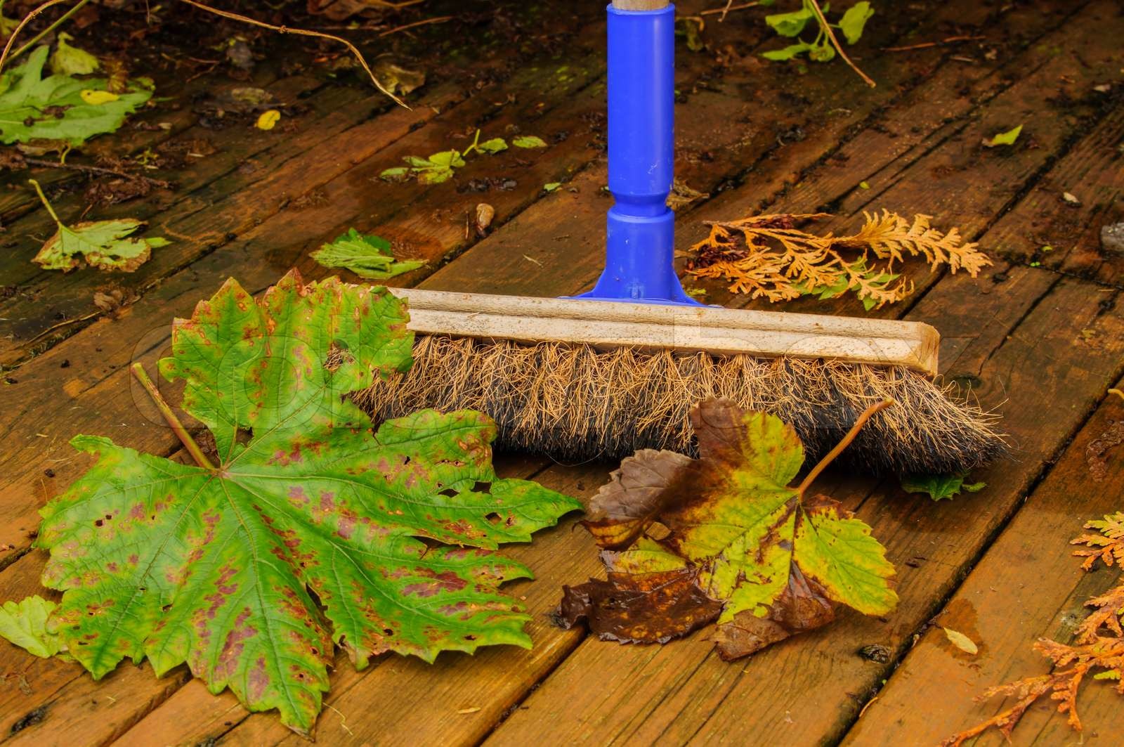 Feje blade | Stock foto | Colourbox