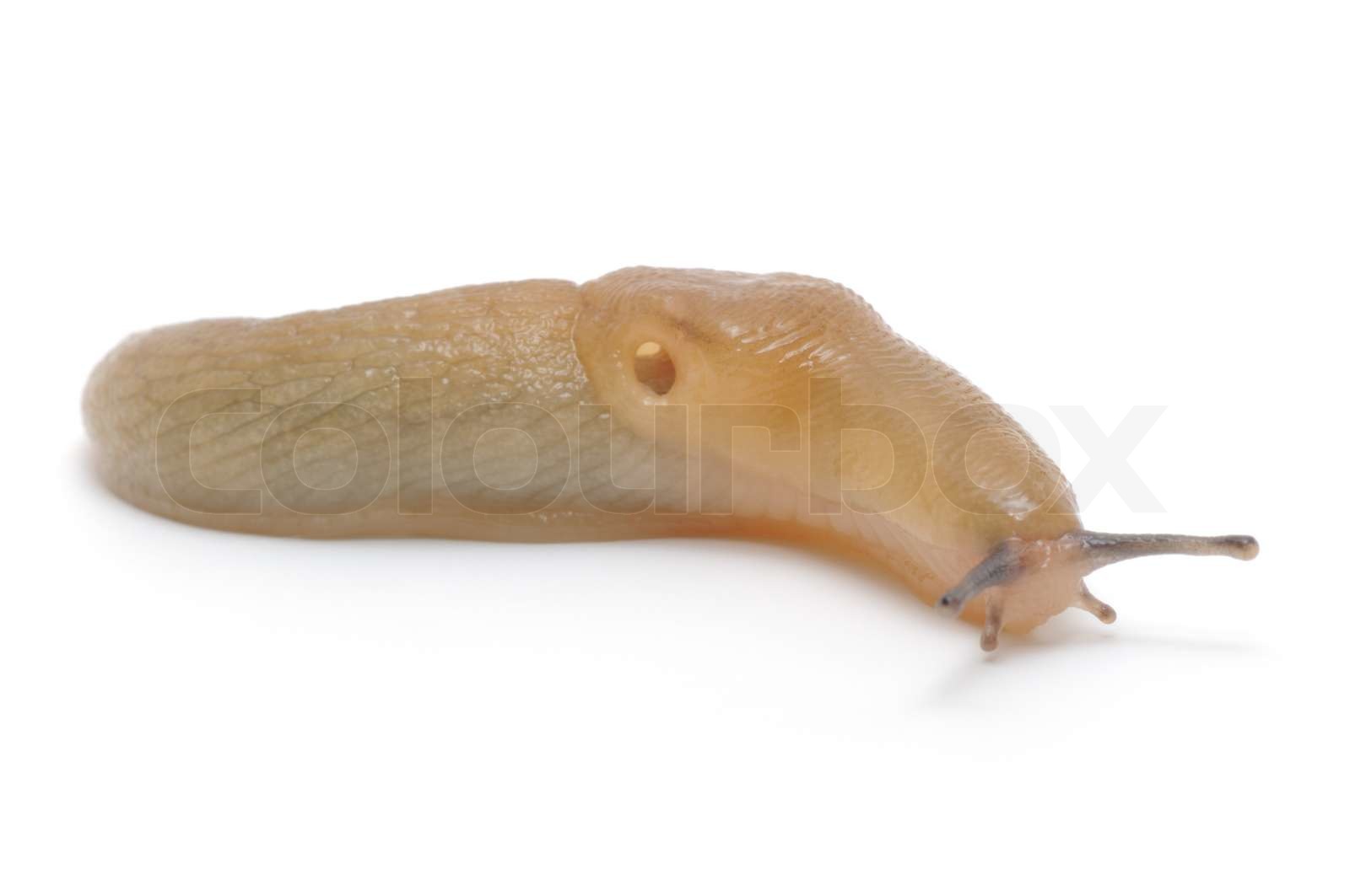 Slug | Stock image | Colourbox