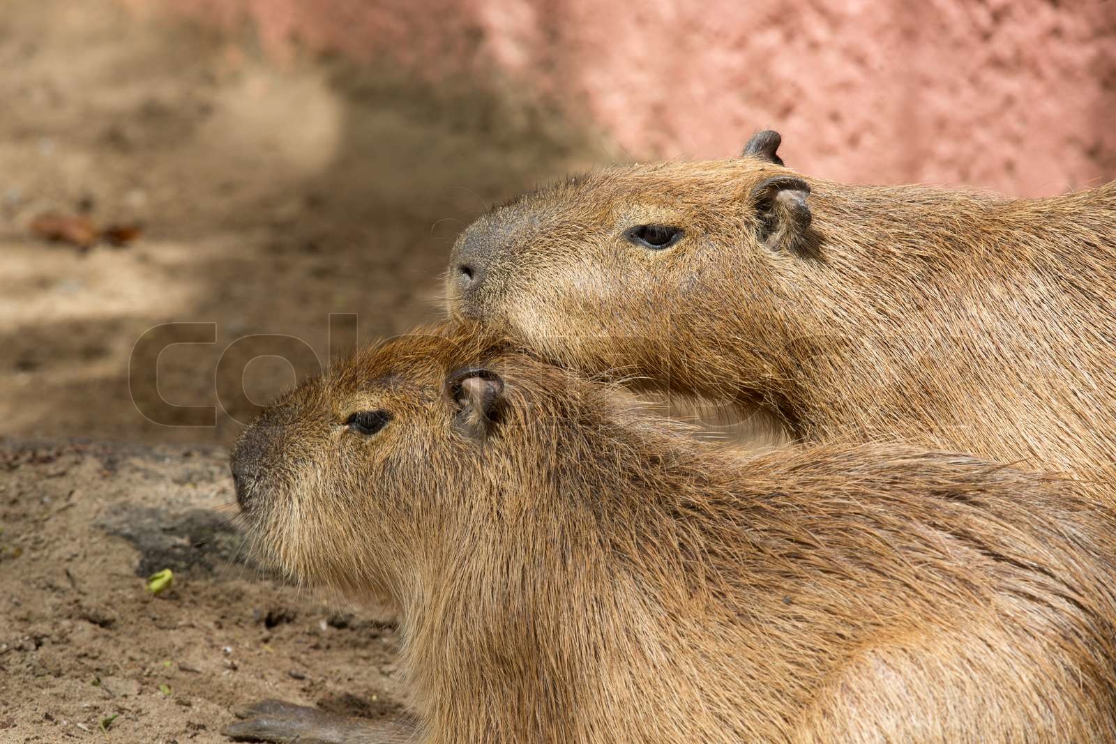 Capybara | Stock Bild | Colourbox